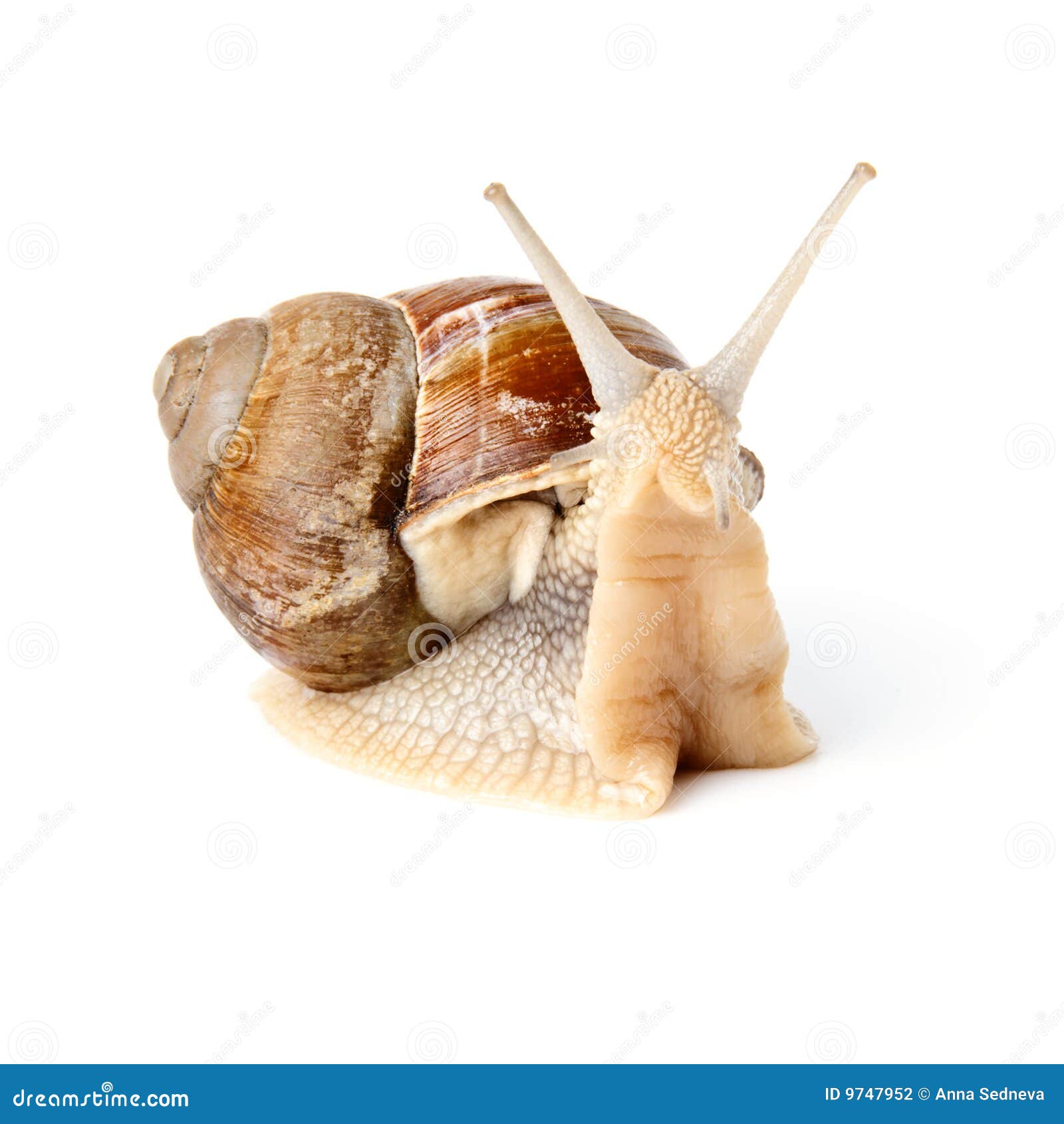 Snail Looking at the Camera Stock Photo - Image of invertebrate, snail ...