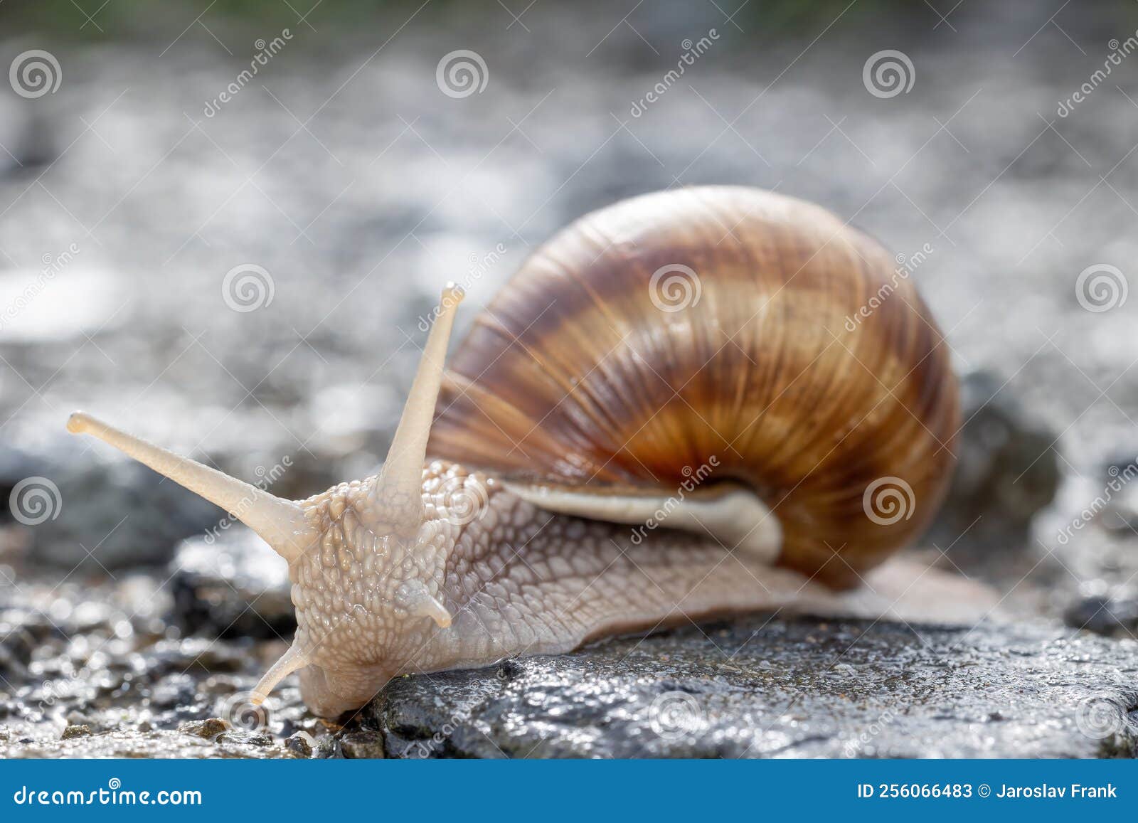 Snail is Looking at the Camera Closeup Stock Image - Image of shell ...