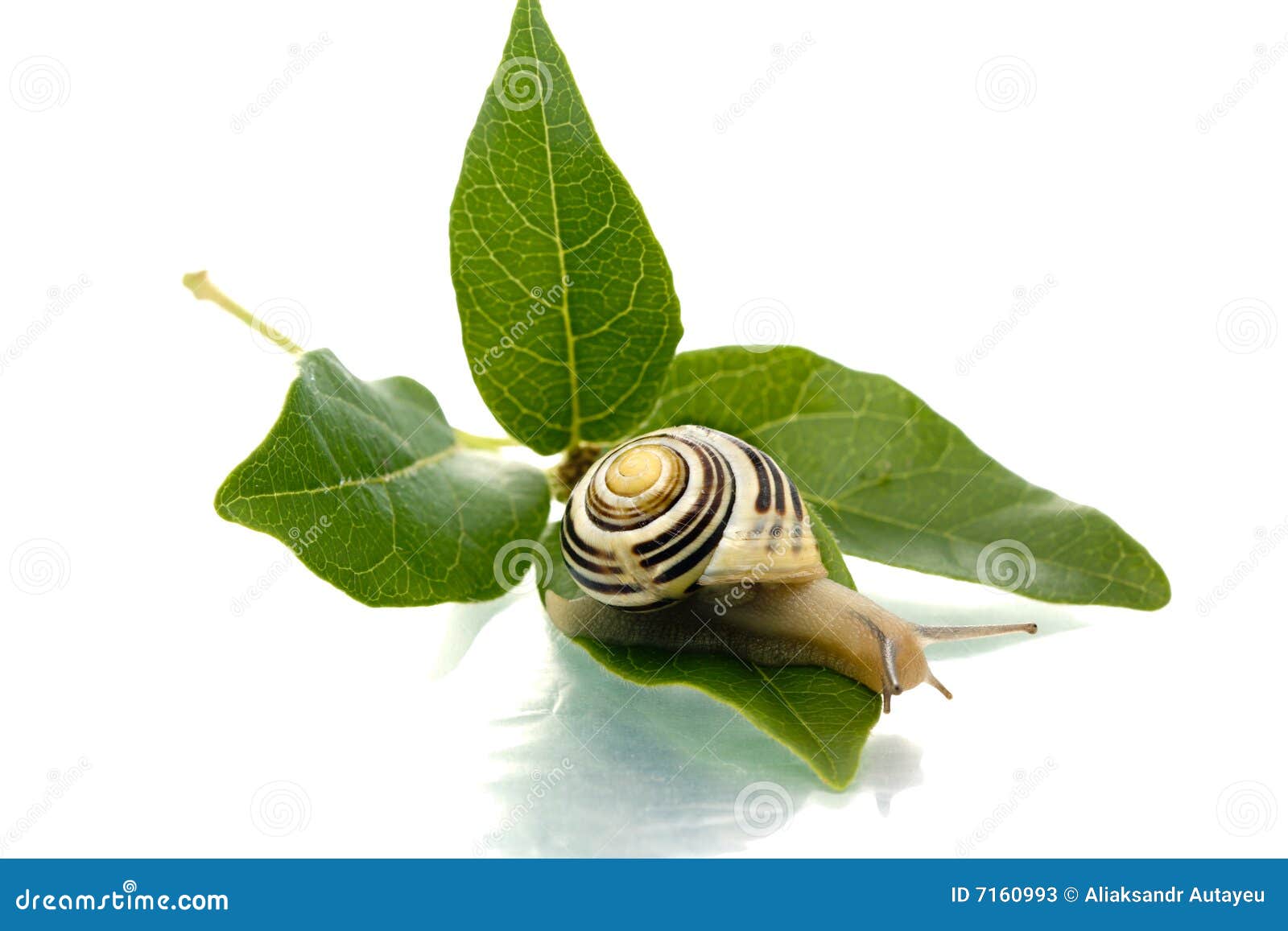 Snail looking down stock image. Image of leaf, animal - 7160993