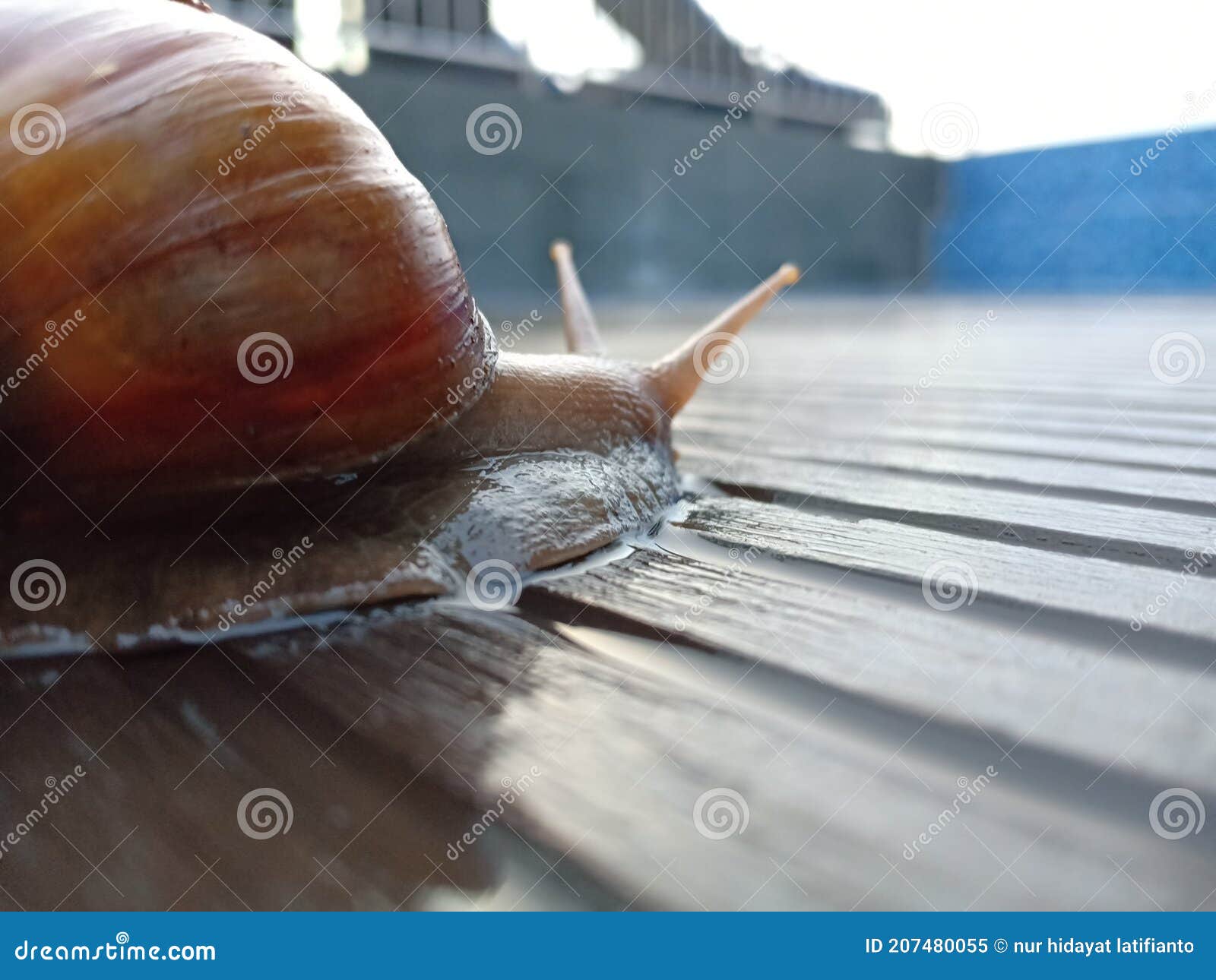 The Snail Looking for Pool at the Rooftop after Rain Stock Image ...