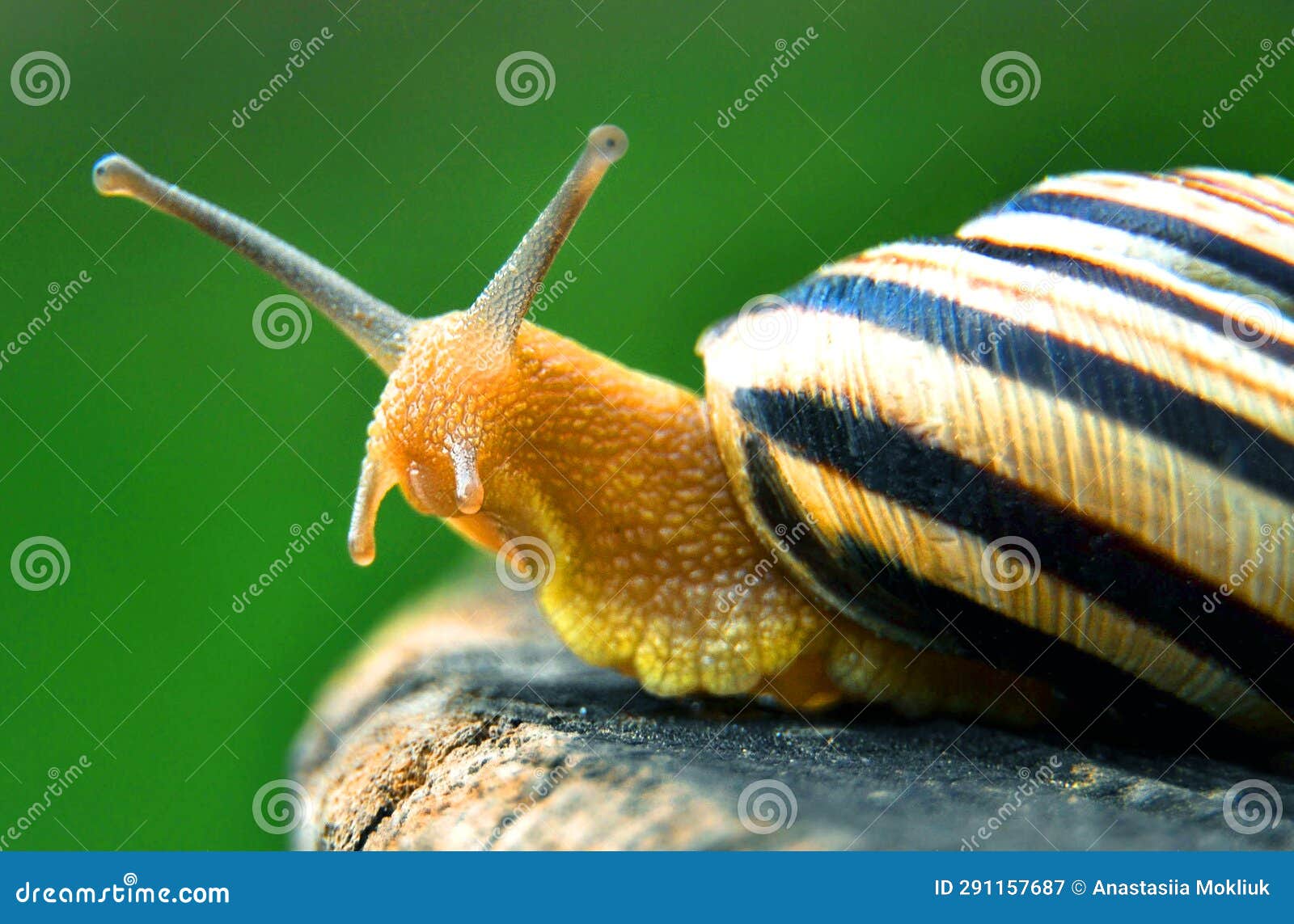 Snail on a stump stock image. Image of yellow, invertebrate - 291157687