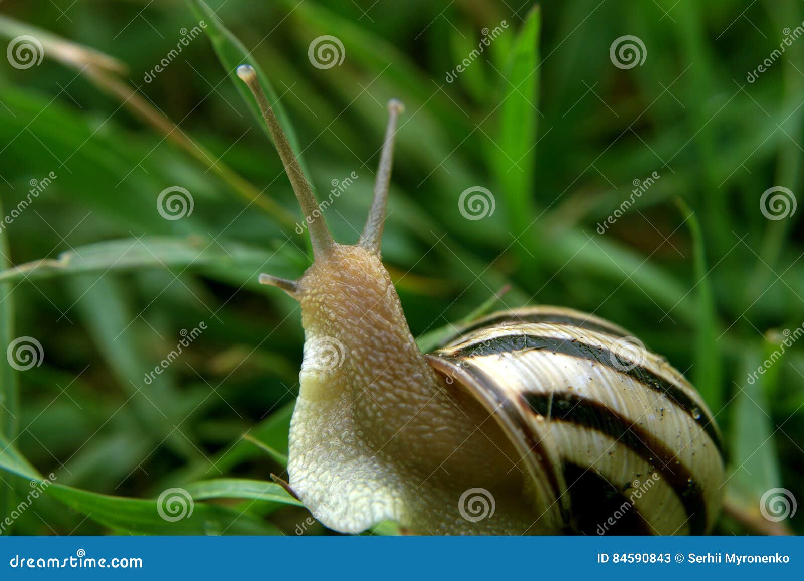 Snail Looking To Right View from Back Stock Image - Image of back ...