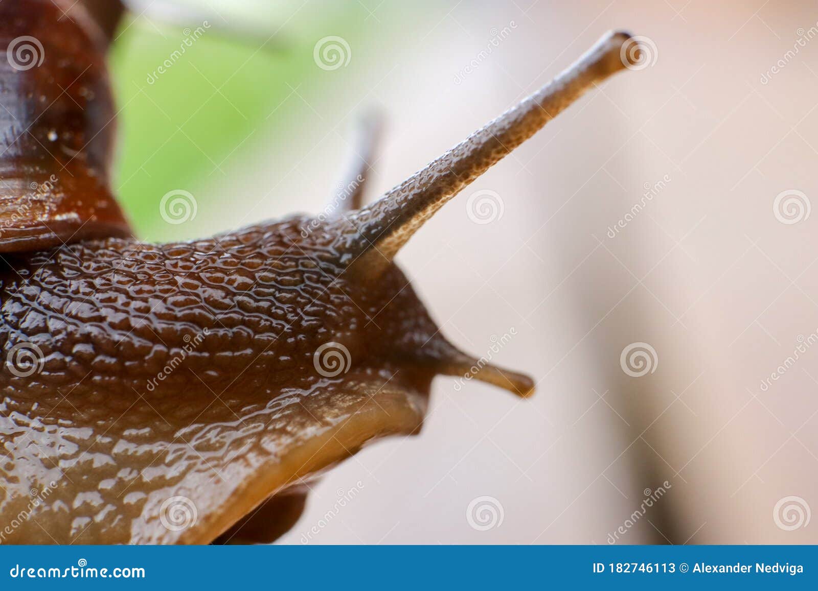 Snail Looks To the Right Macro Closeup Stock Image - Image of wildlife ...