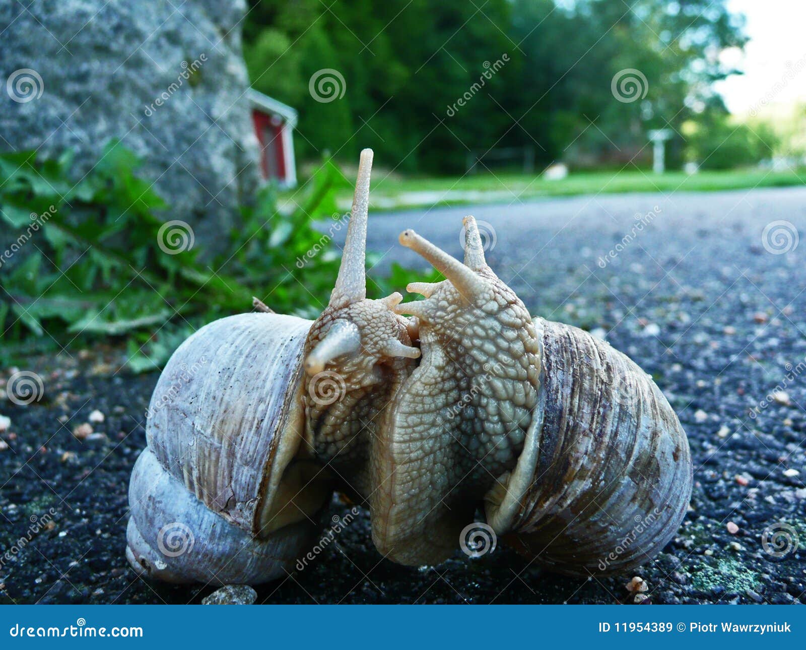 Snail In Love Stock Photo | CartoonDealer.com #42030420