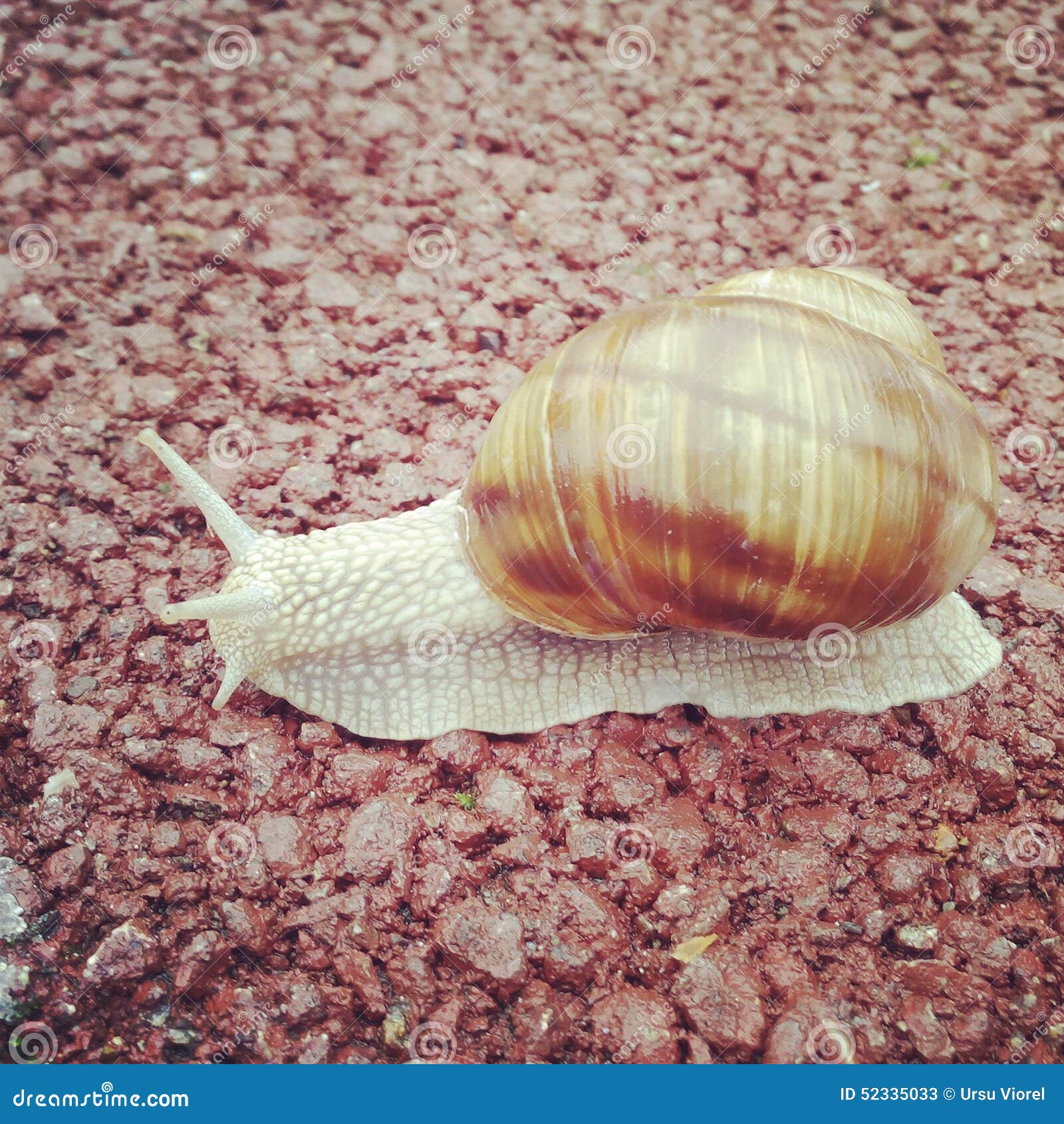 Snail editorial stock photo. Image of animal, speedmanifers - 52335033