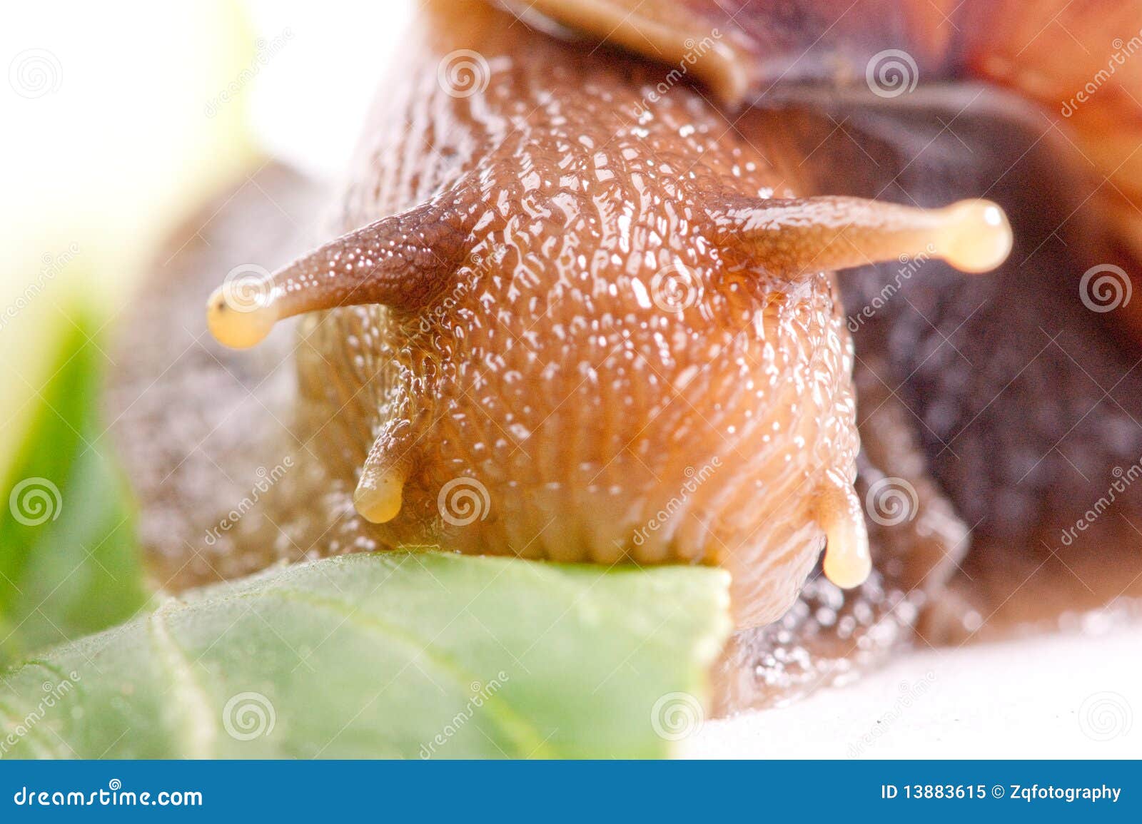 Snail macro stock image. Image of crawl, food, culture - 13883615