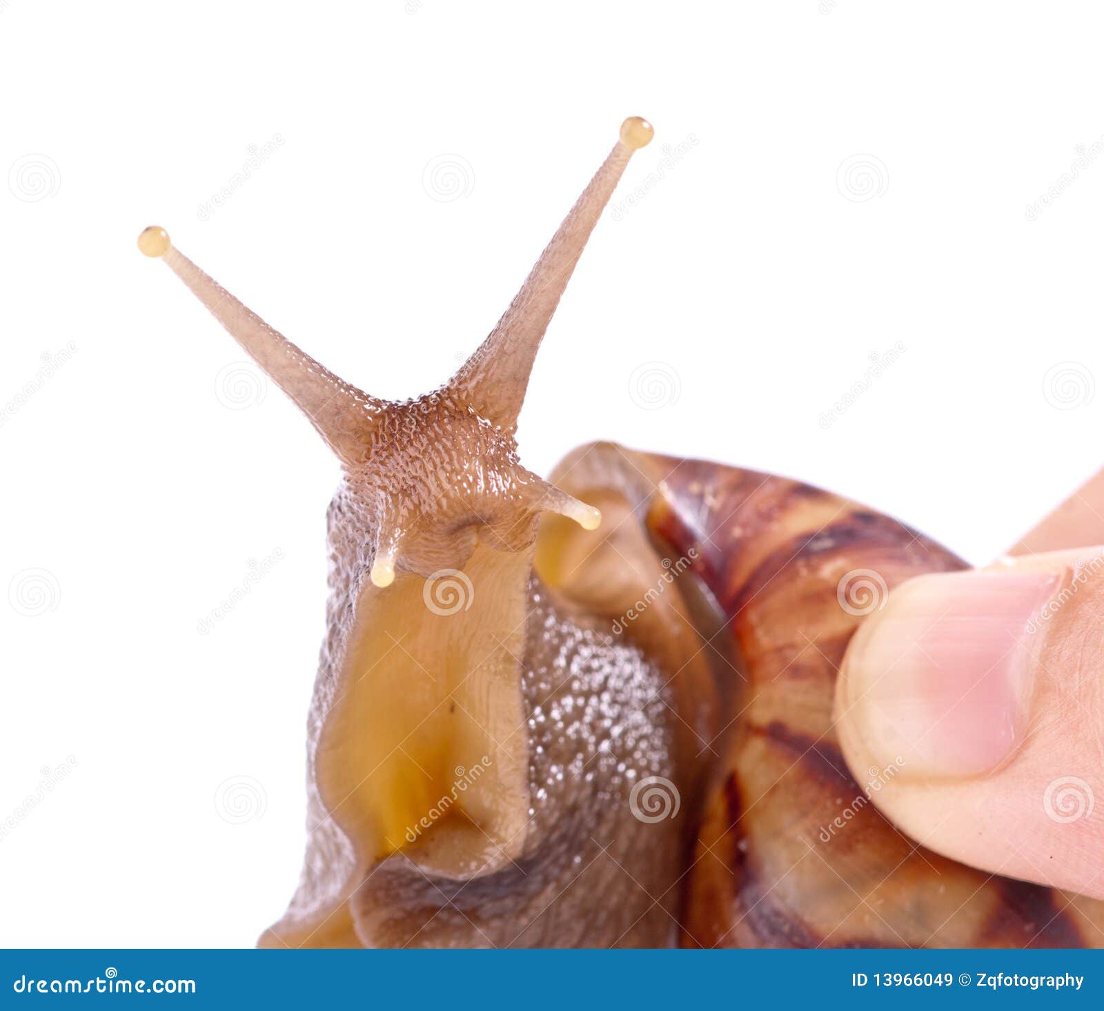 Snail macro stock image. Image of nature, escargot, move - 13966049