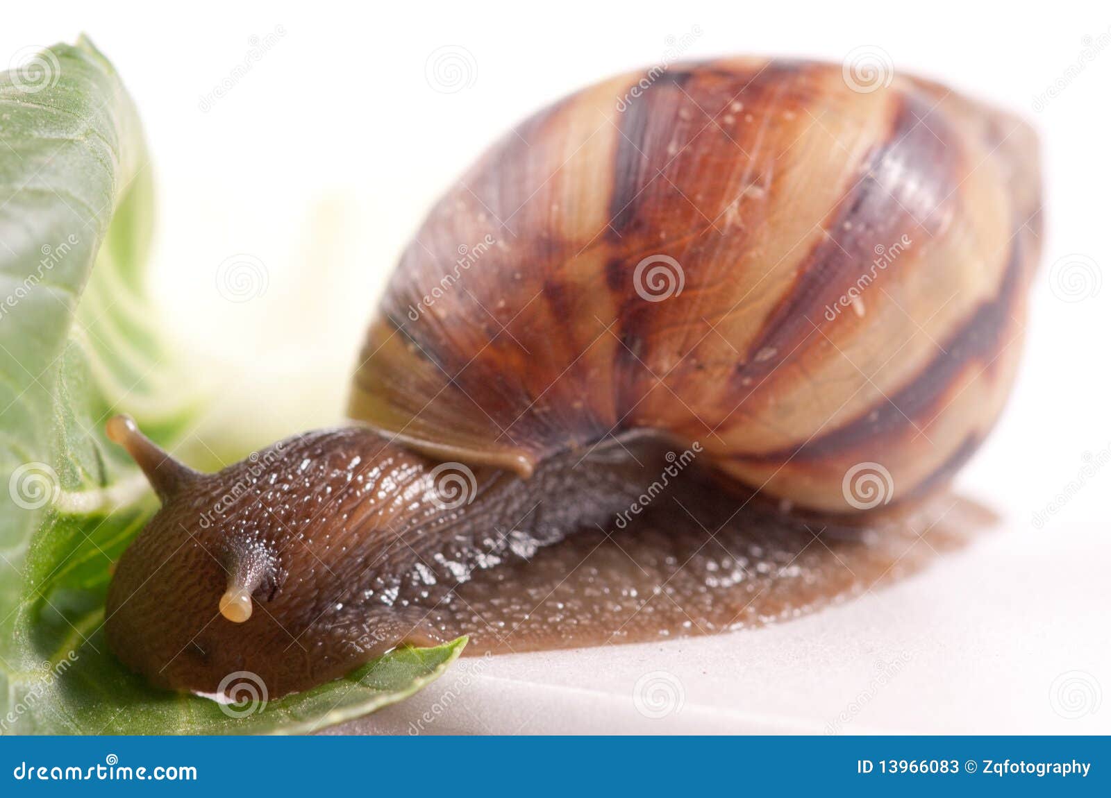 Snail macro stock image. Image of culture, house, animal - 13966083