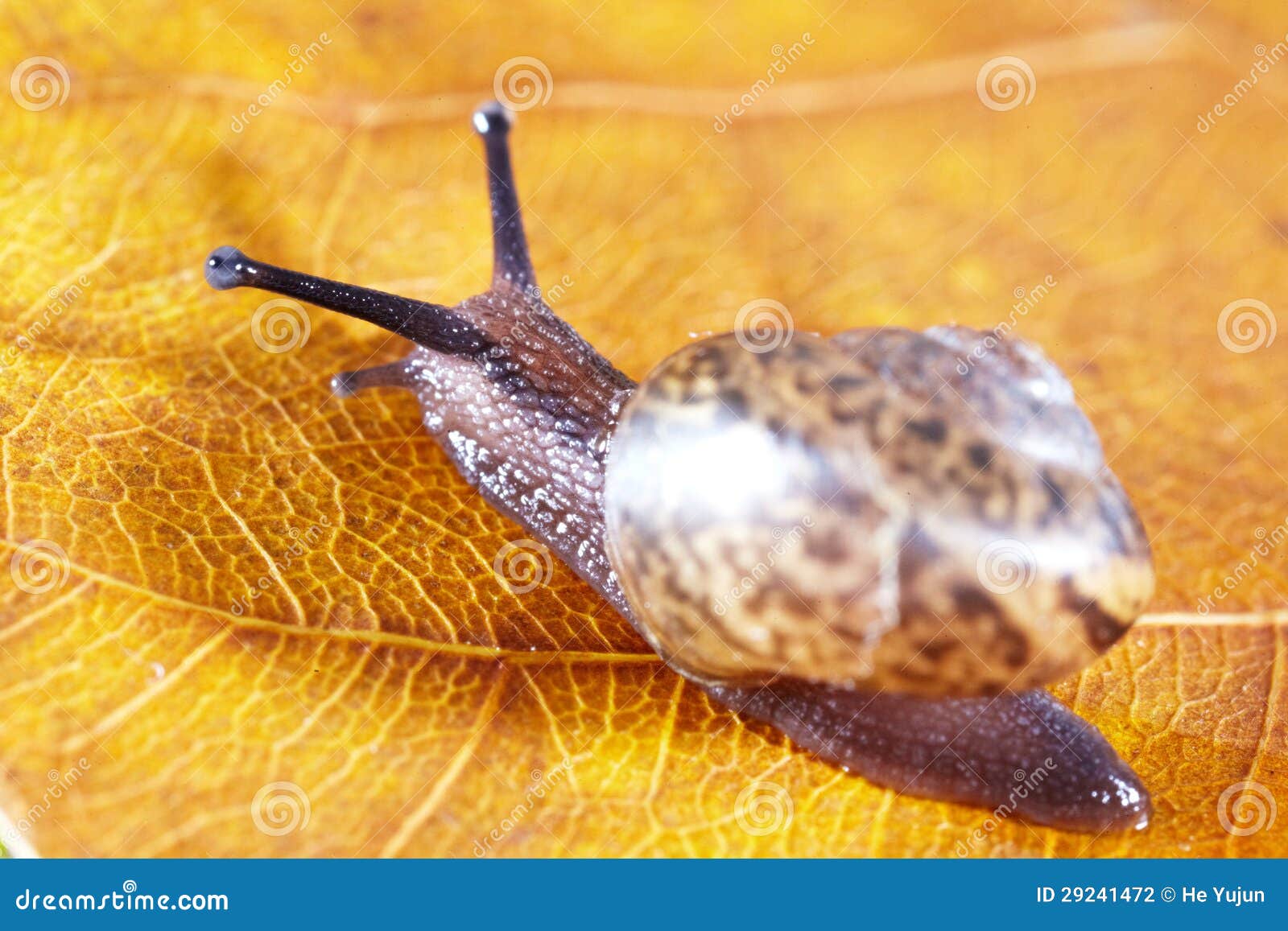 Snail macro stock photo. Image of season, leaves, orange - 29241472