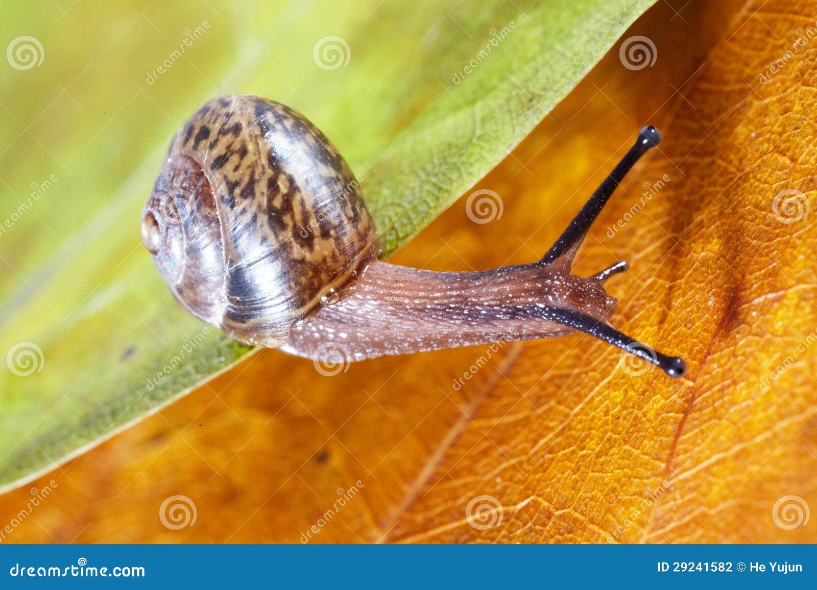Snail macro stock photo. Image of brown, colors, green - 29241582