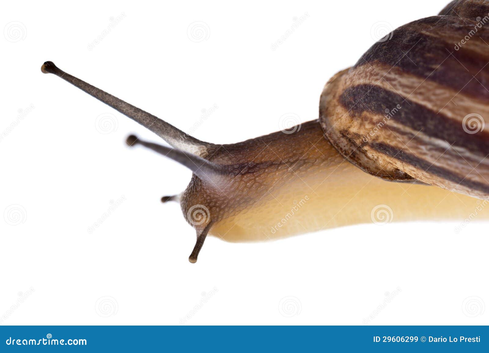 Snail Macro stock image. Image of land, hermaphrodite - 29606299