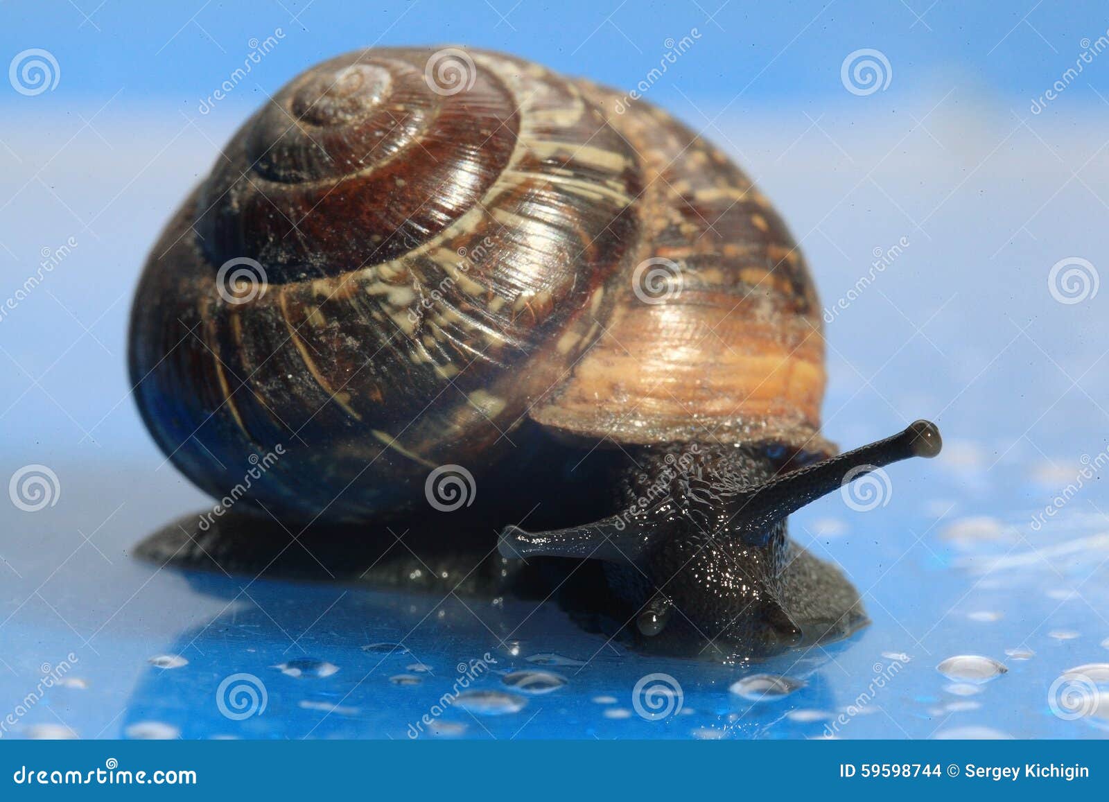 Snail macro stock photo. Image of mollusk, green, delivery - 59598744