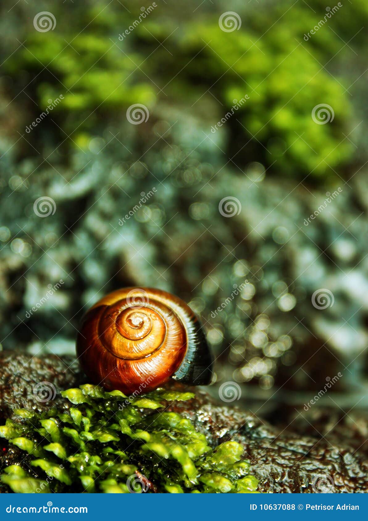 Snail Macro in Natural Environment Stock Photo - Image of decorative ...