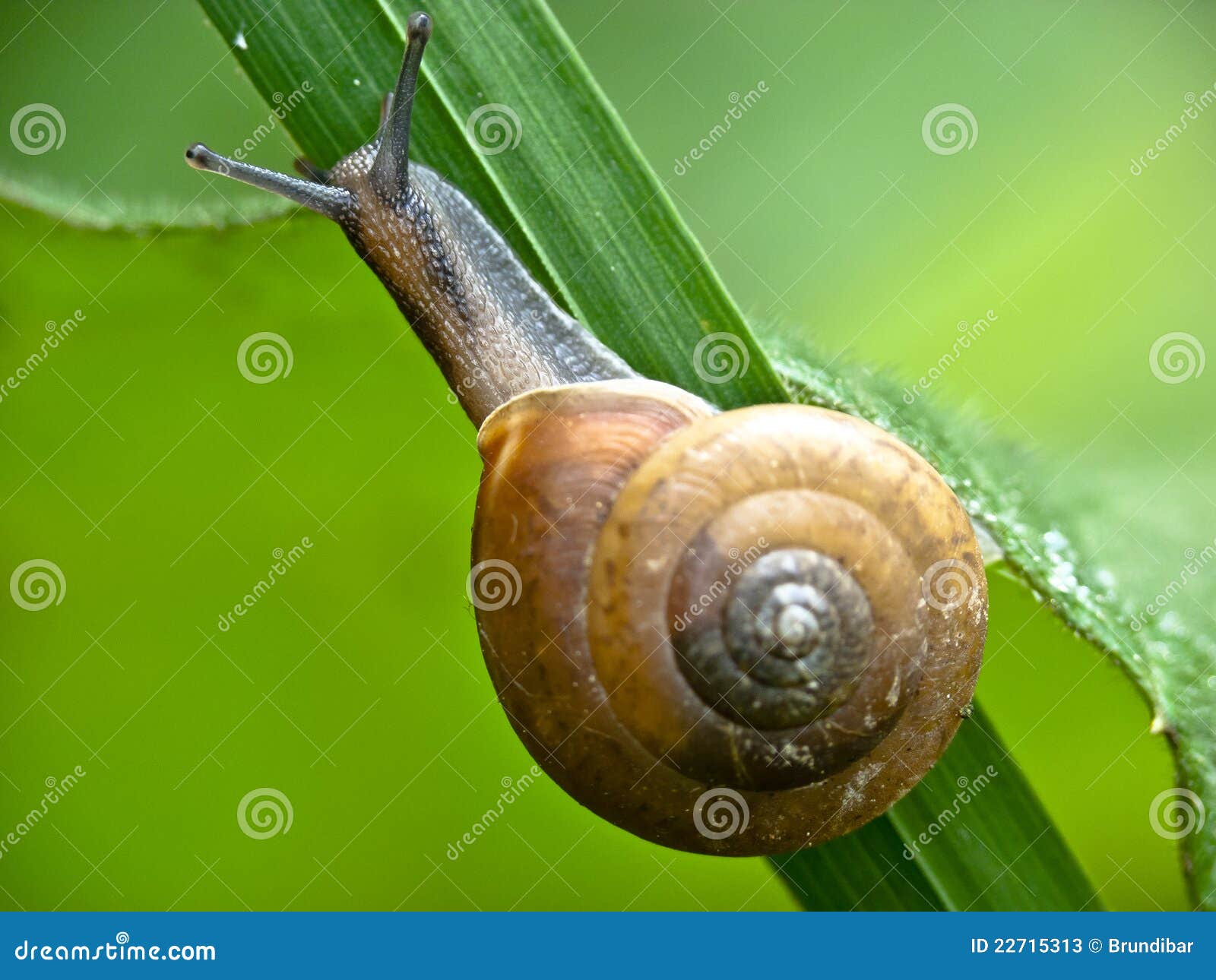 Snail macro photo stock image. Image of snail, insect - 22715313