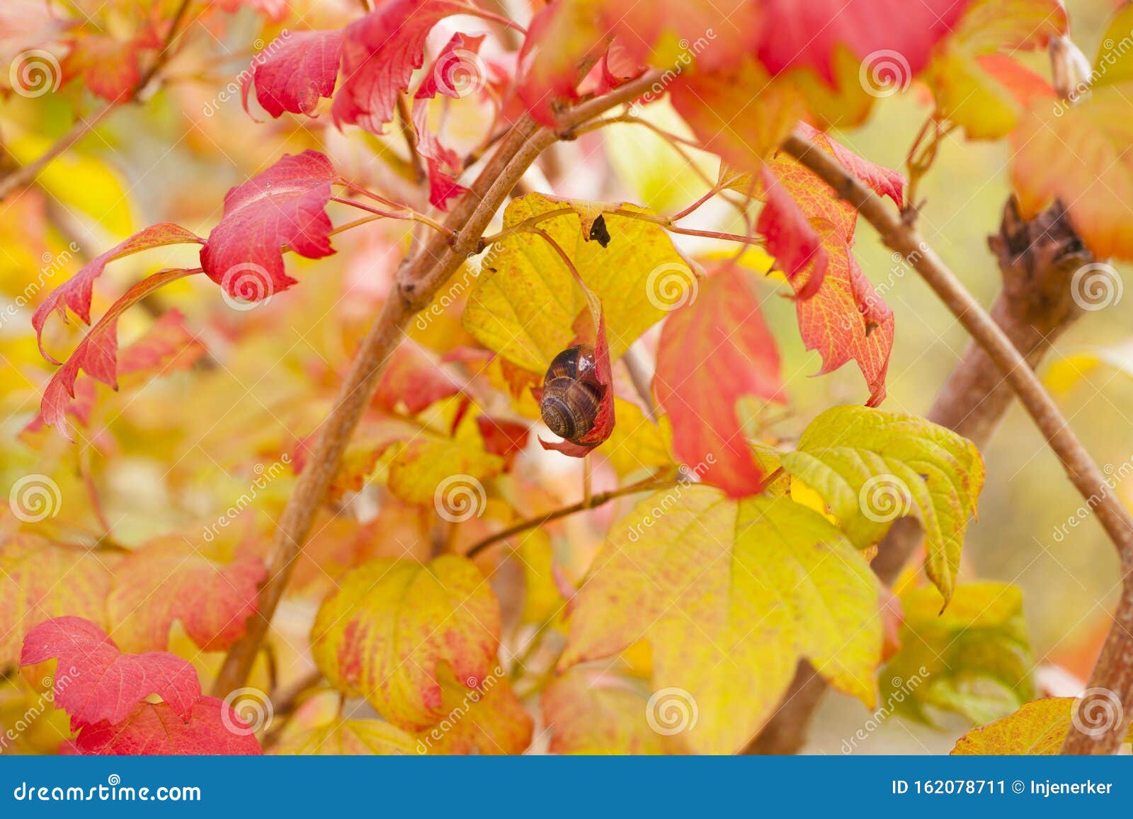 Snail in Macro Scale on a Branch Stock Image - Image of live, scale ...