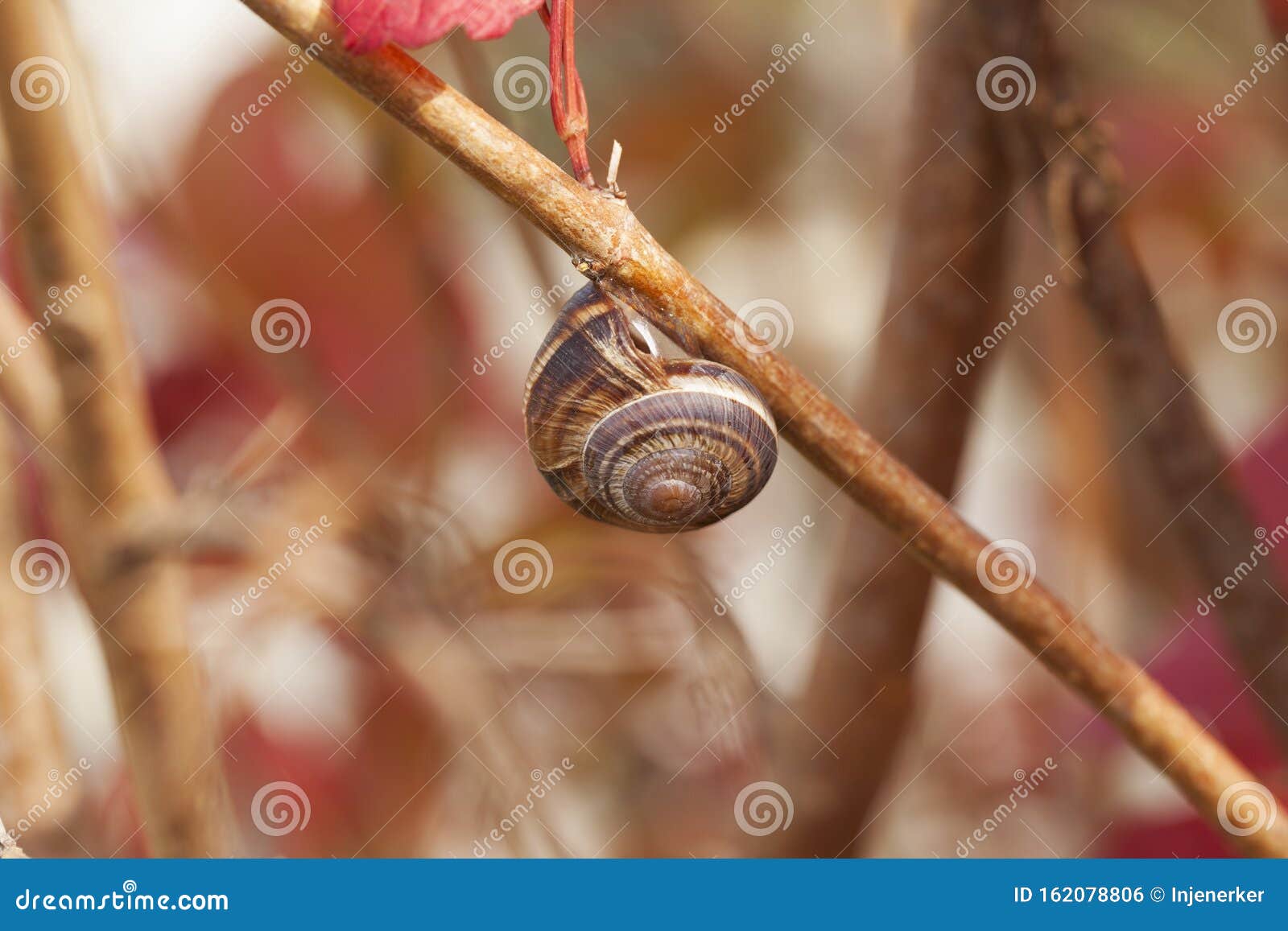 Snail in Macro Scale on a Branch Stock Photo - Image of life ...