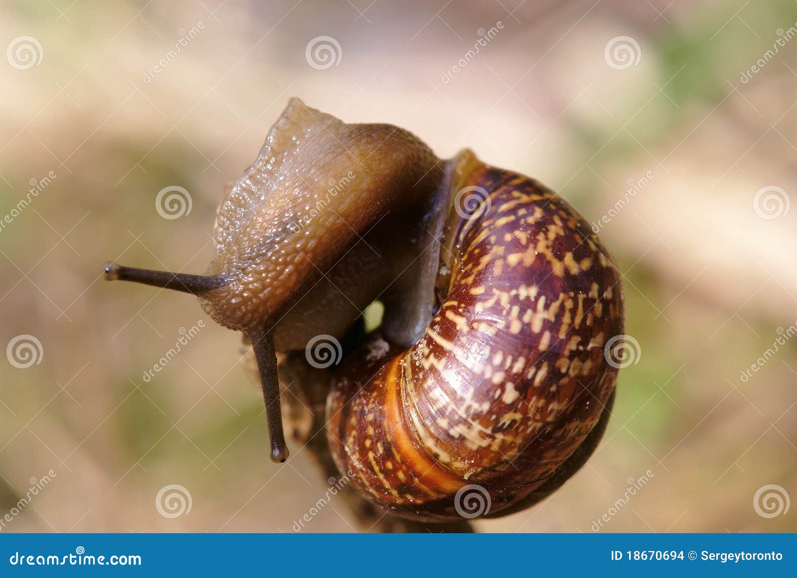 Snail macro shot stock photo. Image of slime, slow, closeup - 18670694
