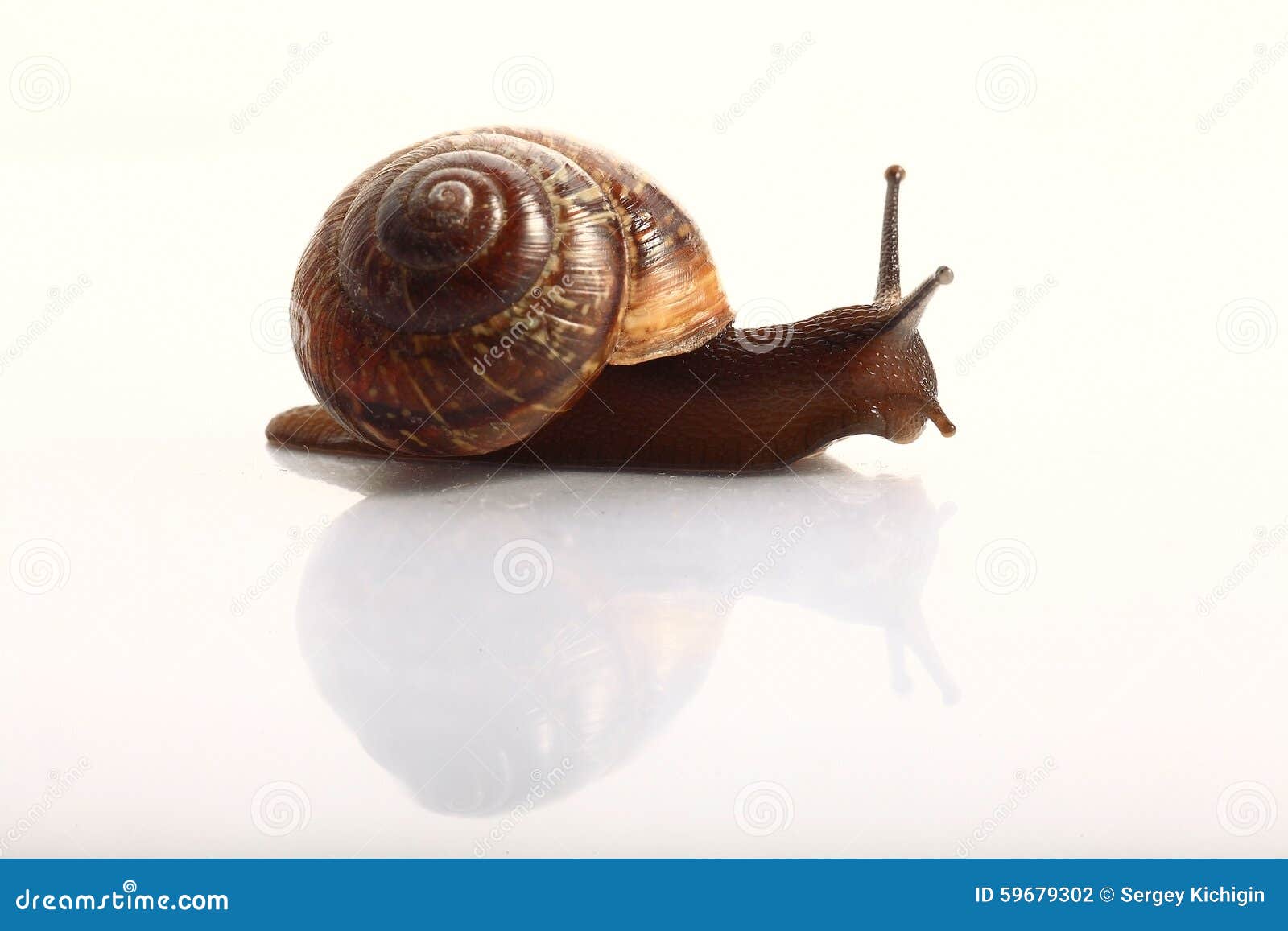 Snail macro stock photo. Image of mollusca, food, invertebrate - 59679302