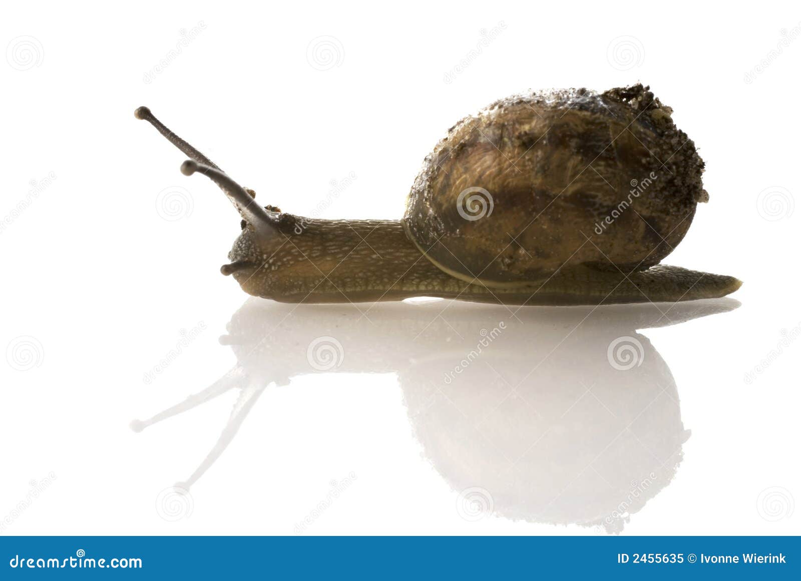 Snail-mail stock image. Image of mucus, snug, outcast - 2455635