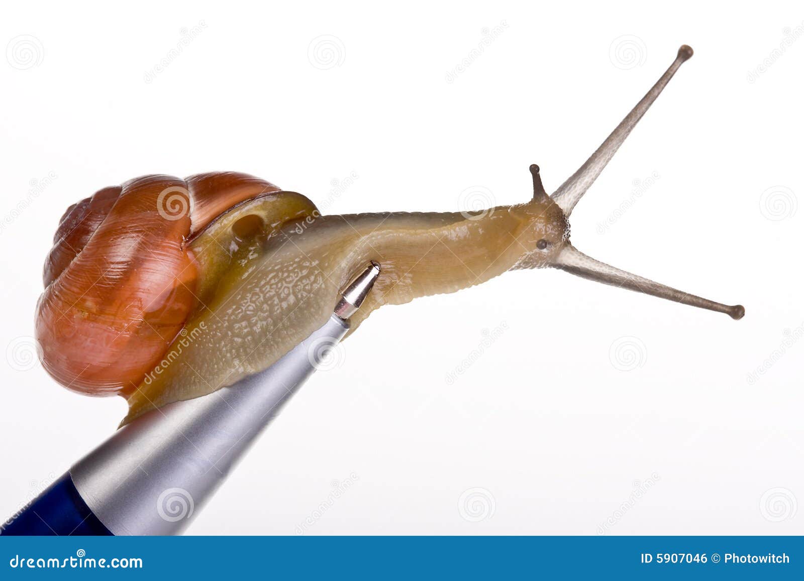 Snail mail stock photo. Image of animals, macro, isolated - 5907046