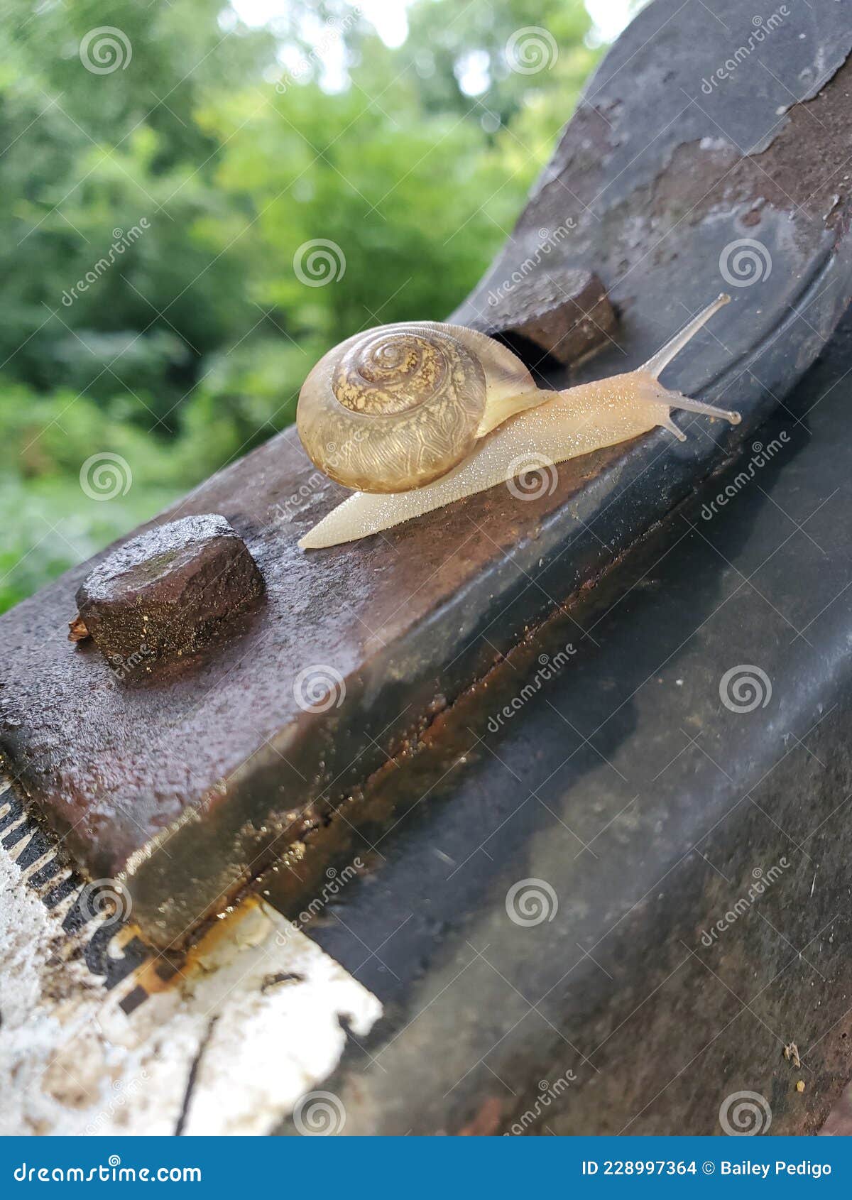 Snail making his way stock photo. Image of snail, perspective - 228997364