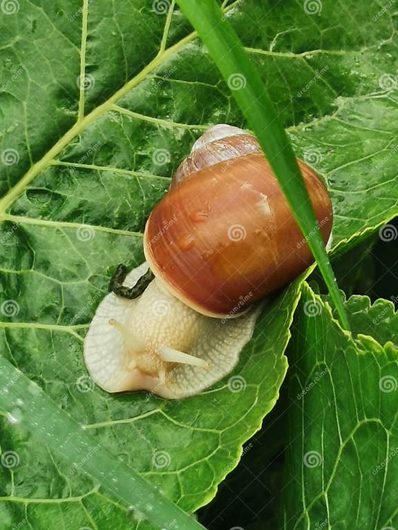 Snail that are Making a Poo Stock Image - Image of arthropod, nature ...