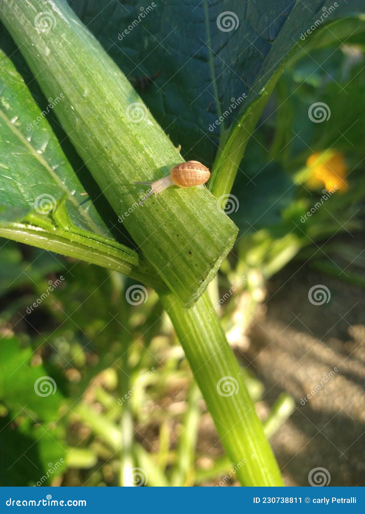 Snail Making a Trail Morning Stock Image - Image of making, snail ...