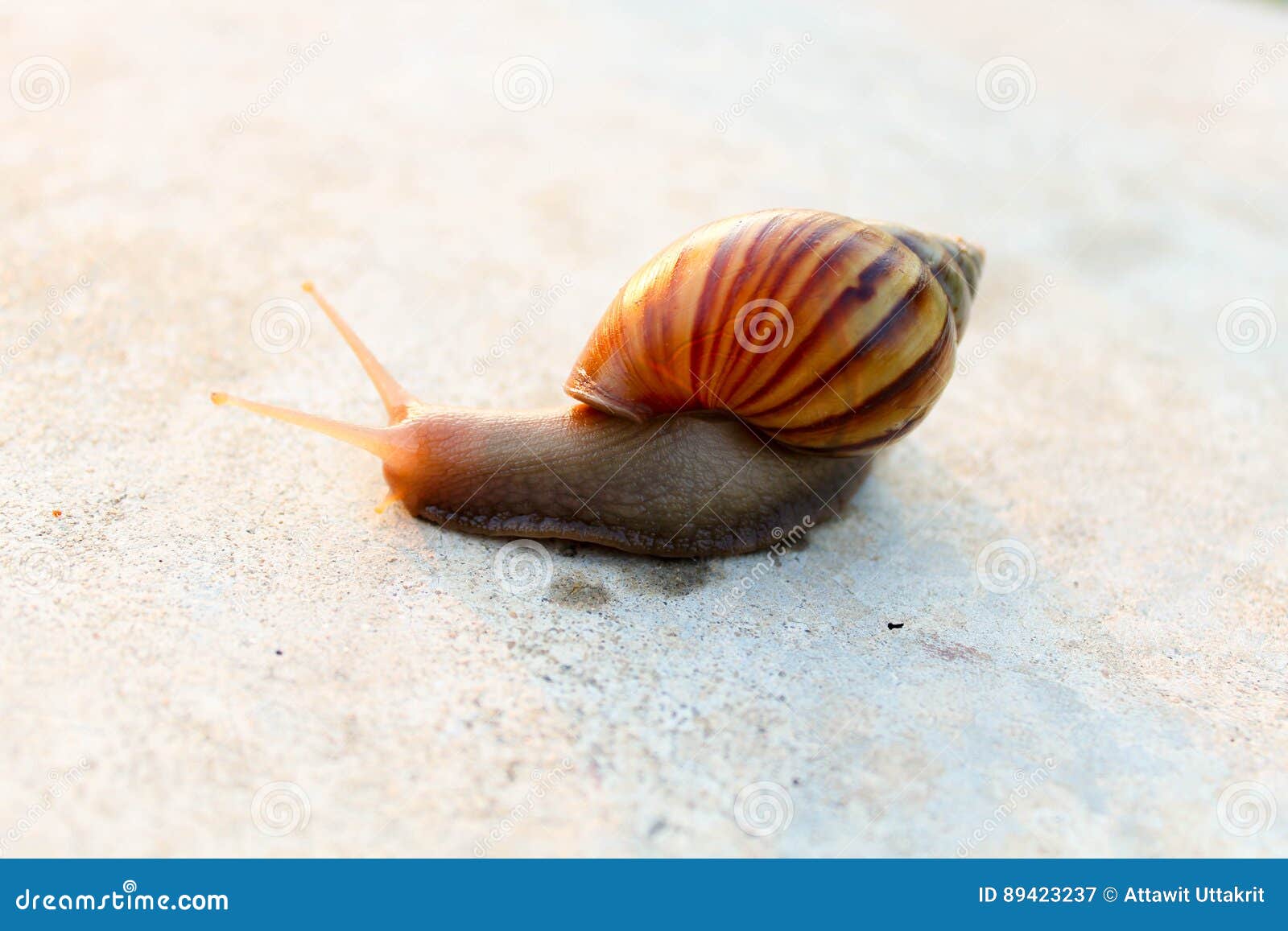 The Snail man in the park stock image. Image of feel - 89423237