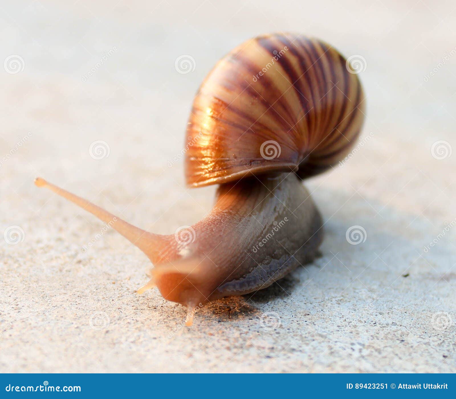 The Snail man in the park stock image. Image of park - 89423251