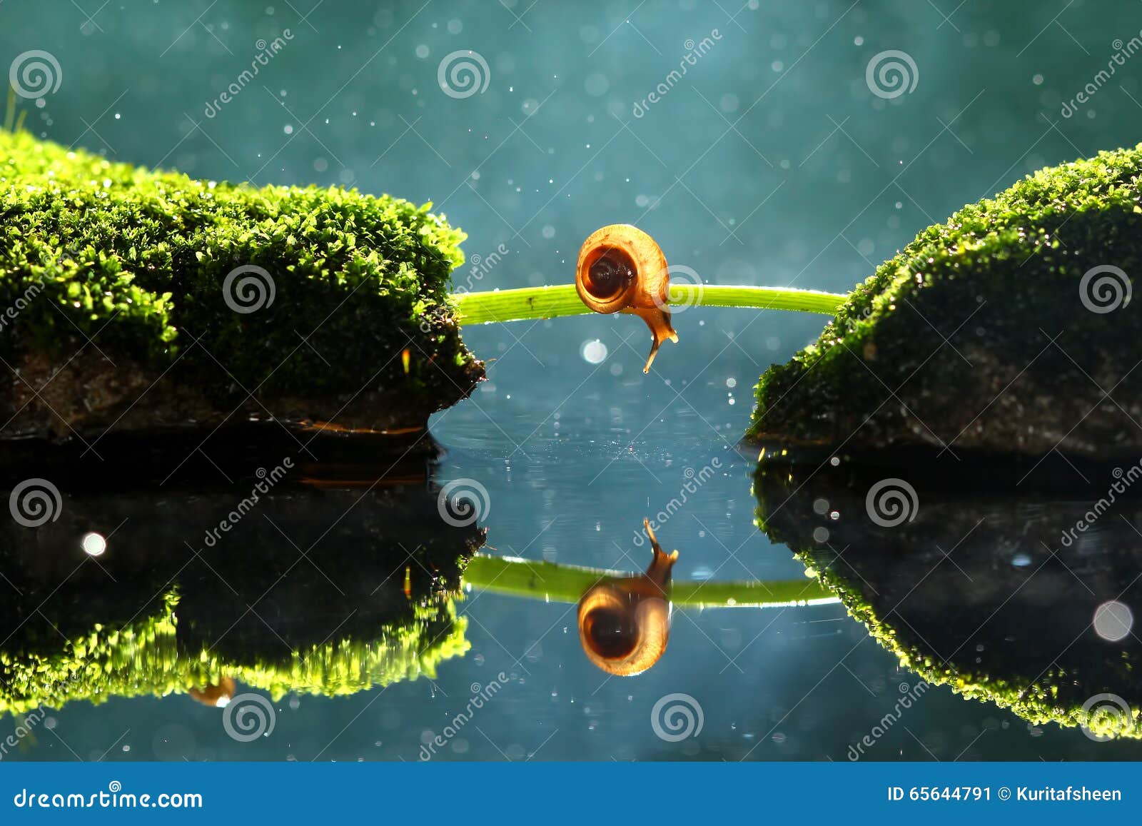 Snail mirror stock image. Image of beautiful, oneanimal - 65644791