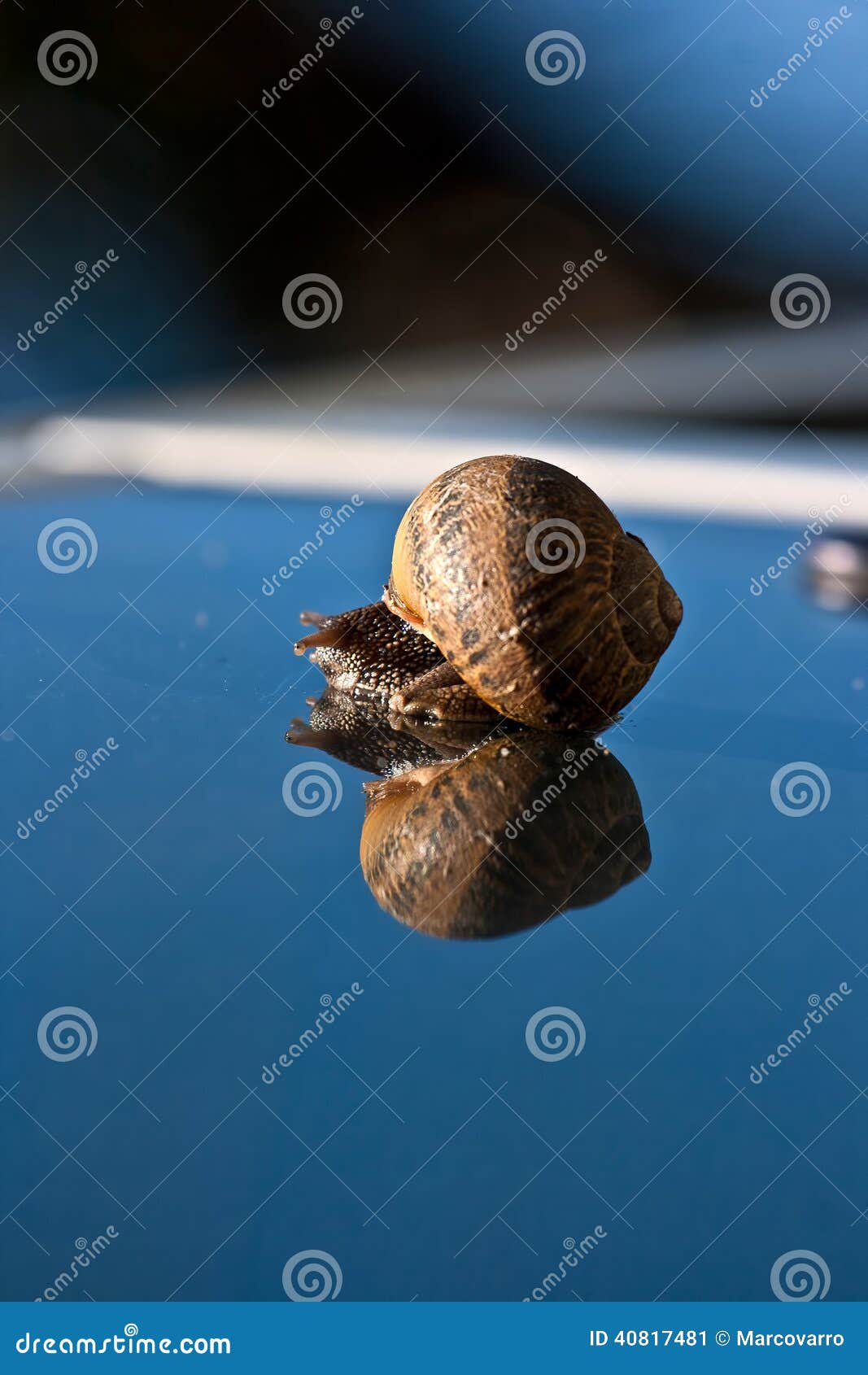 Snail in a mirror stock image. Image of shell, invertebrate - 40817481