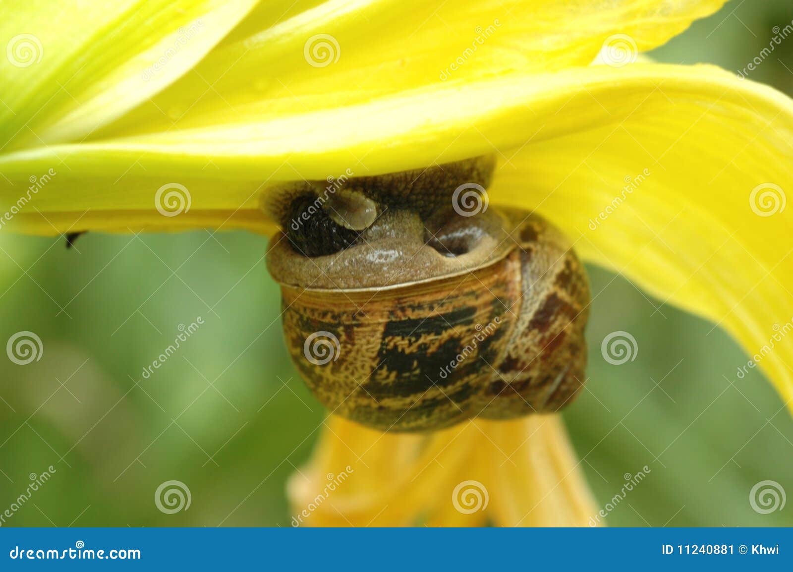 Snail Mollusca Gastropoda stock image. Image of animal - 11240881