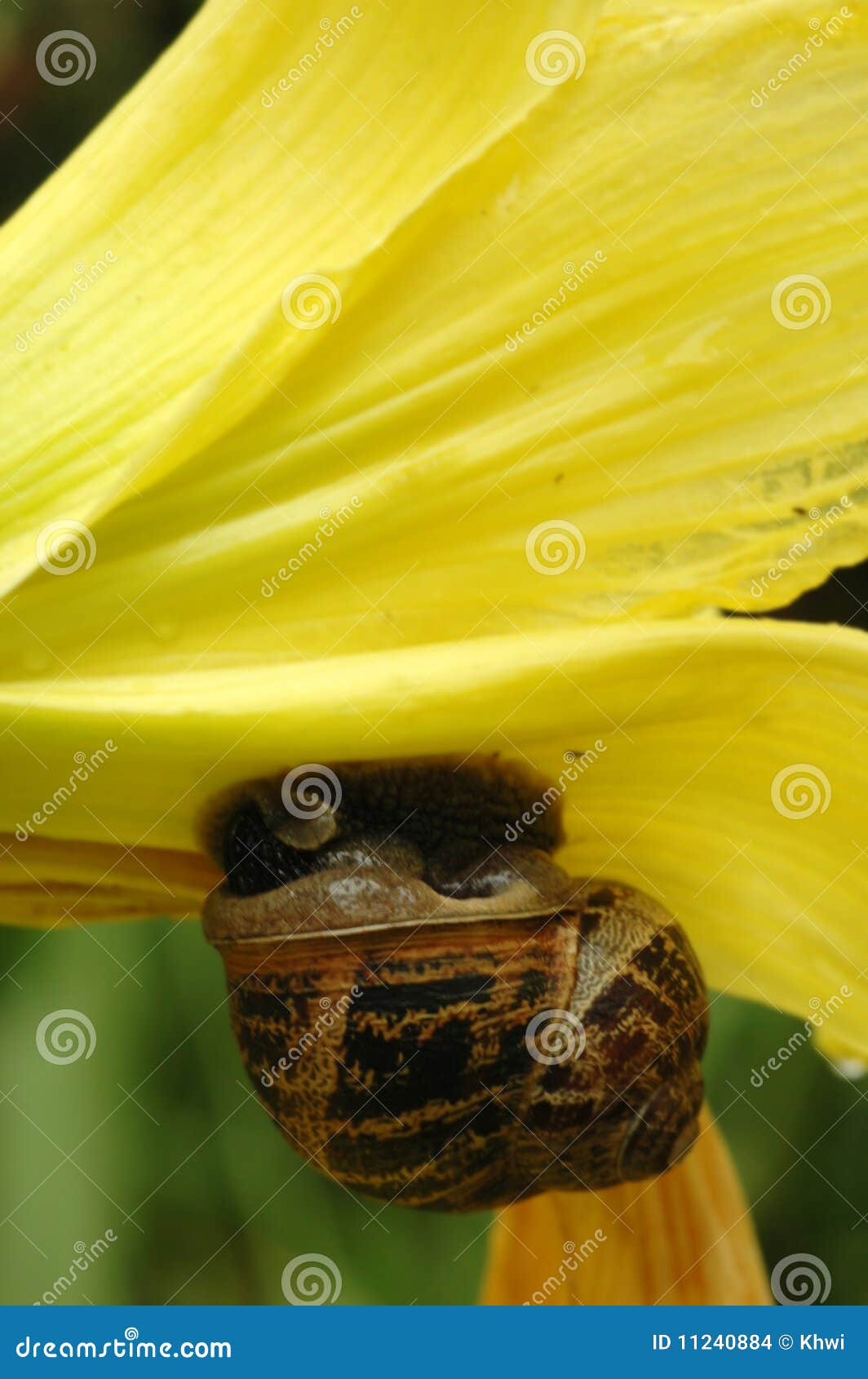 Snail Mollusca Gastropoda stock photo. Image of shell - 11240884