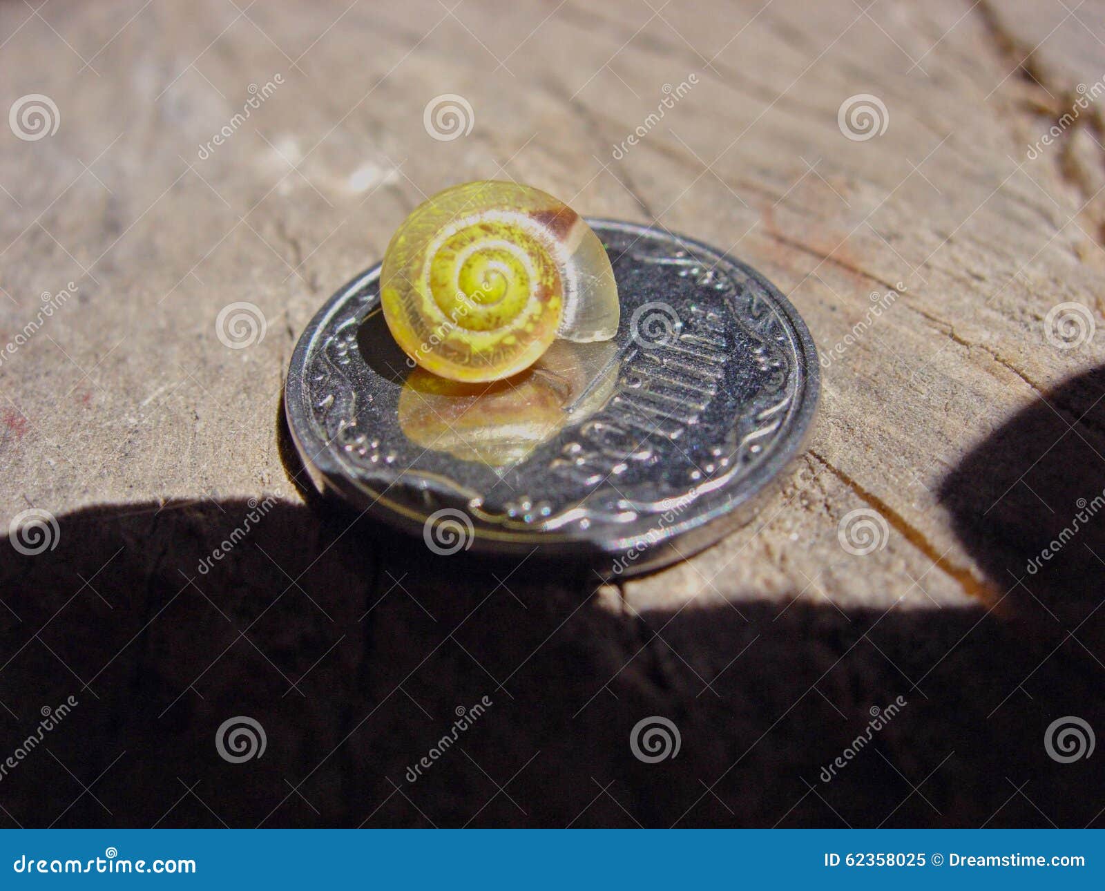 Snail mollusk slug coin stock image. Image of slug, snail - 62358025