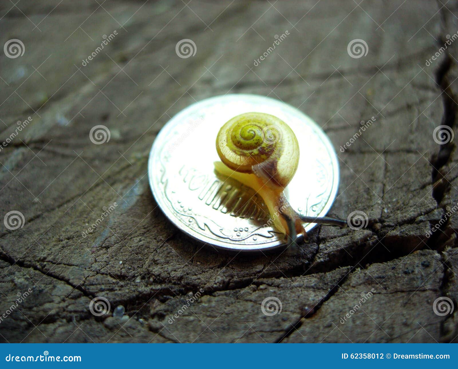 Snail Mollusk Slug on a Coin Stock Photo - Image of shell, river: 62358012