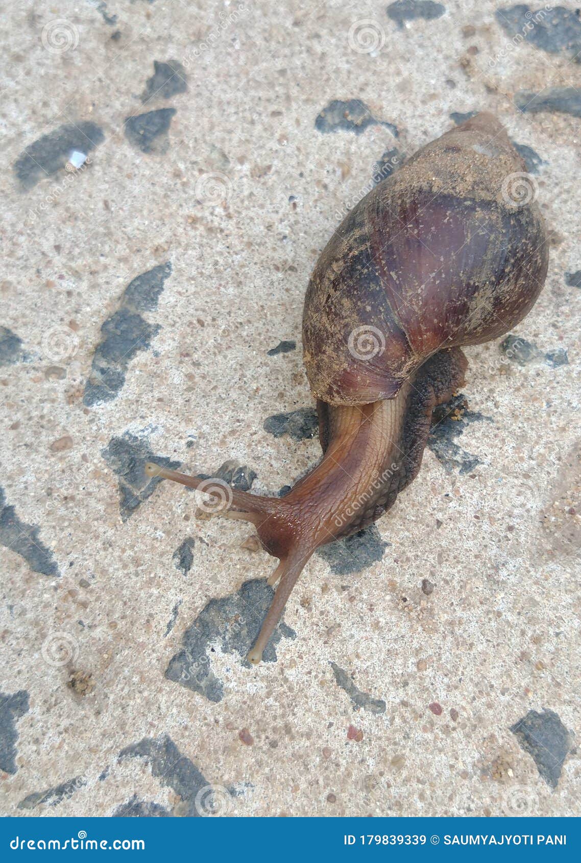 Snail in morning stock image. Image of morning, moving - 179839339
