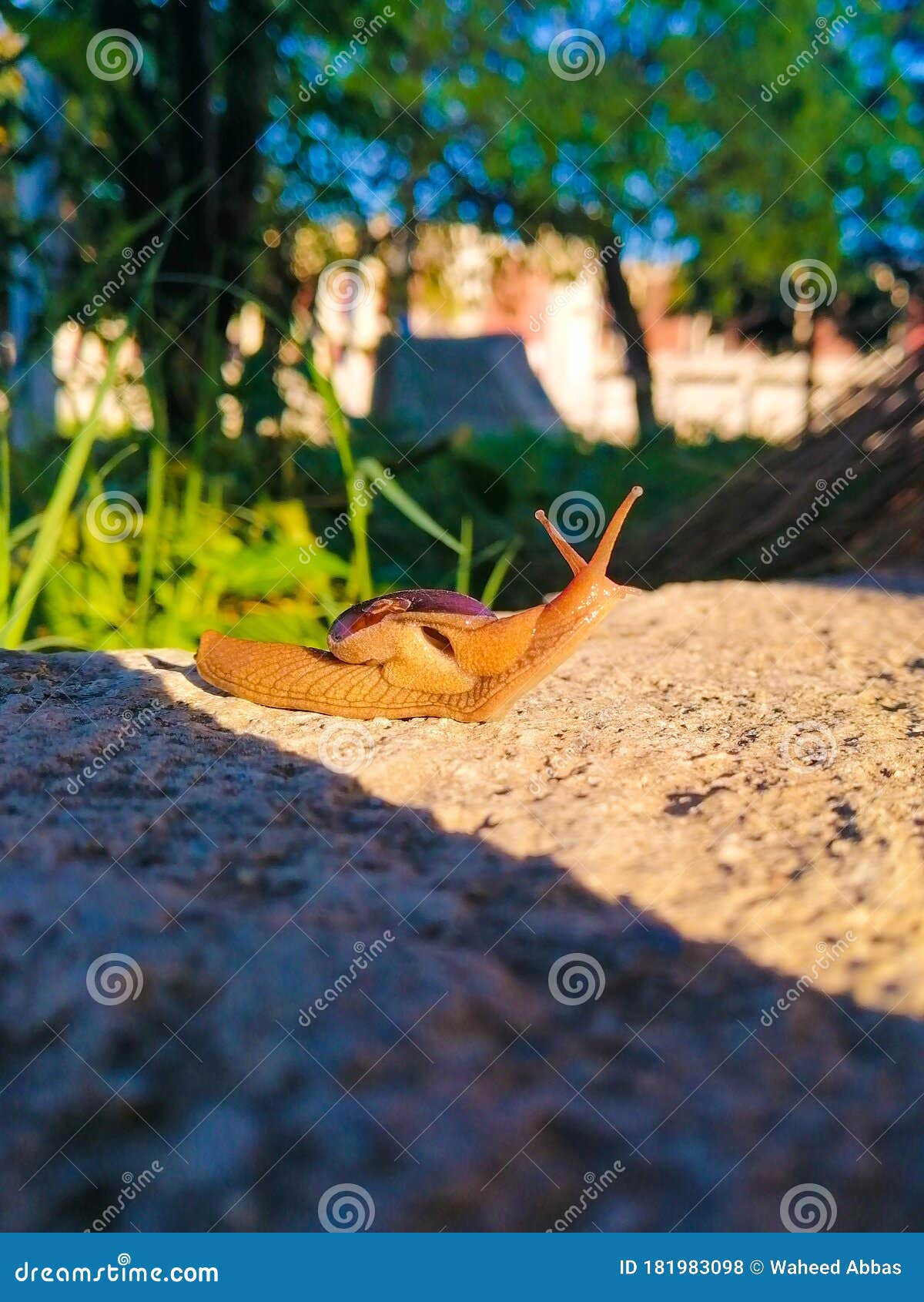 Snail in Morning stock photo. Image of sunlight, wildlife - 181983098