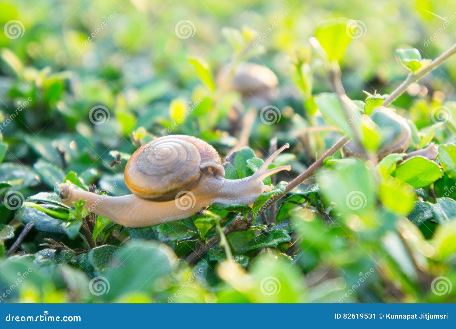 Snail , in the Morning Dew Eat Grass Stock Image - Image of wildlife ...