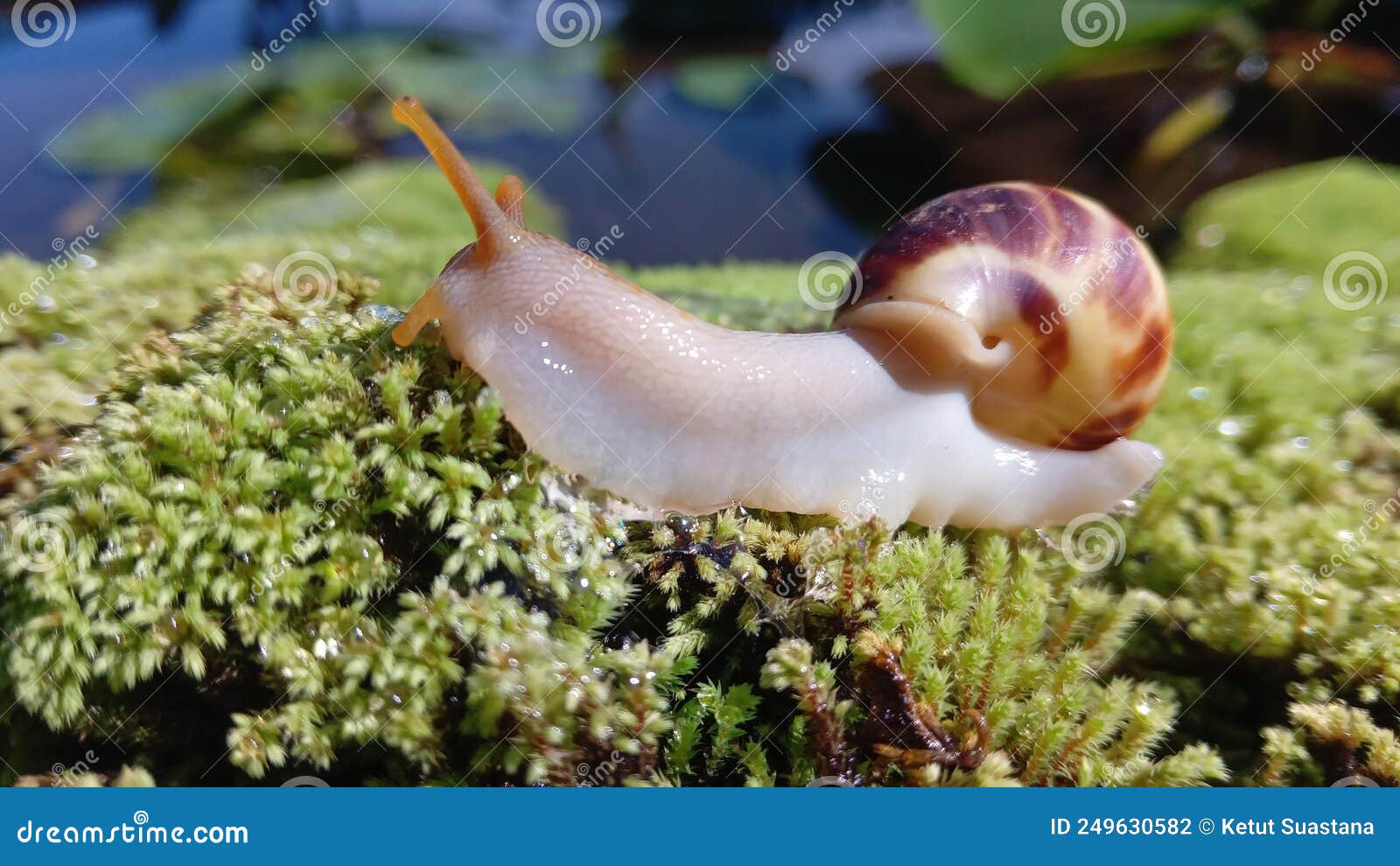 Snail on the moss stock photo. Image of seafood, moss - 249630582