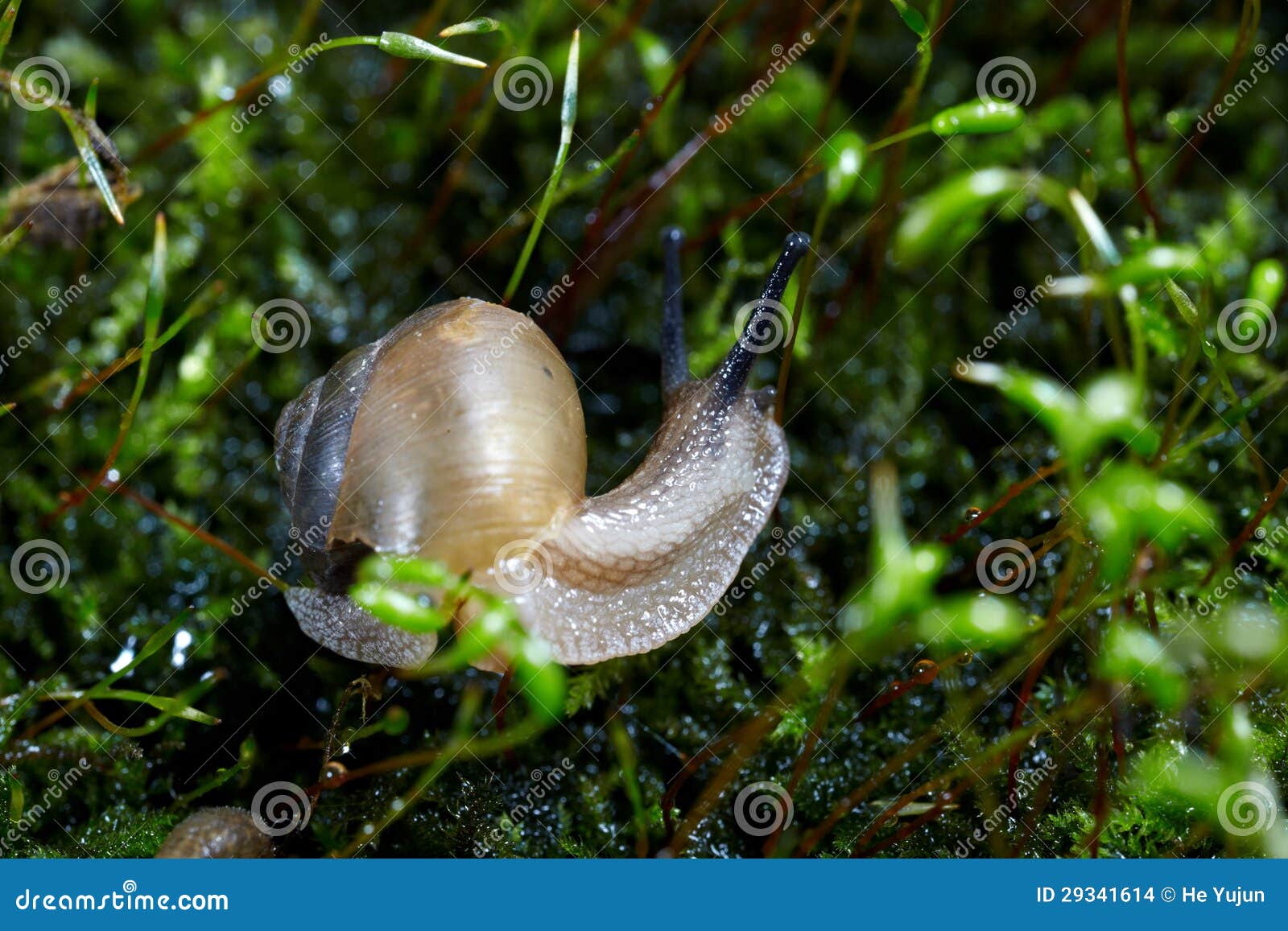 Snail on moss stock photo. Image of macro, animal, spiral - 29341614