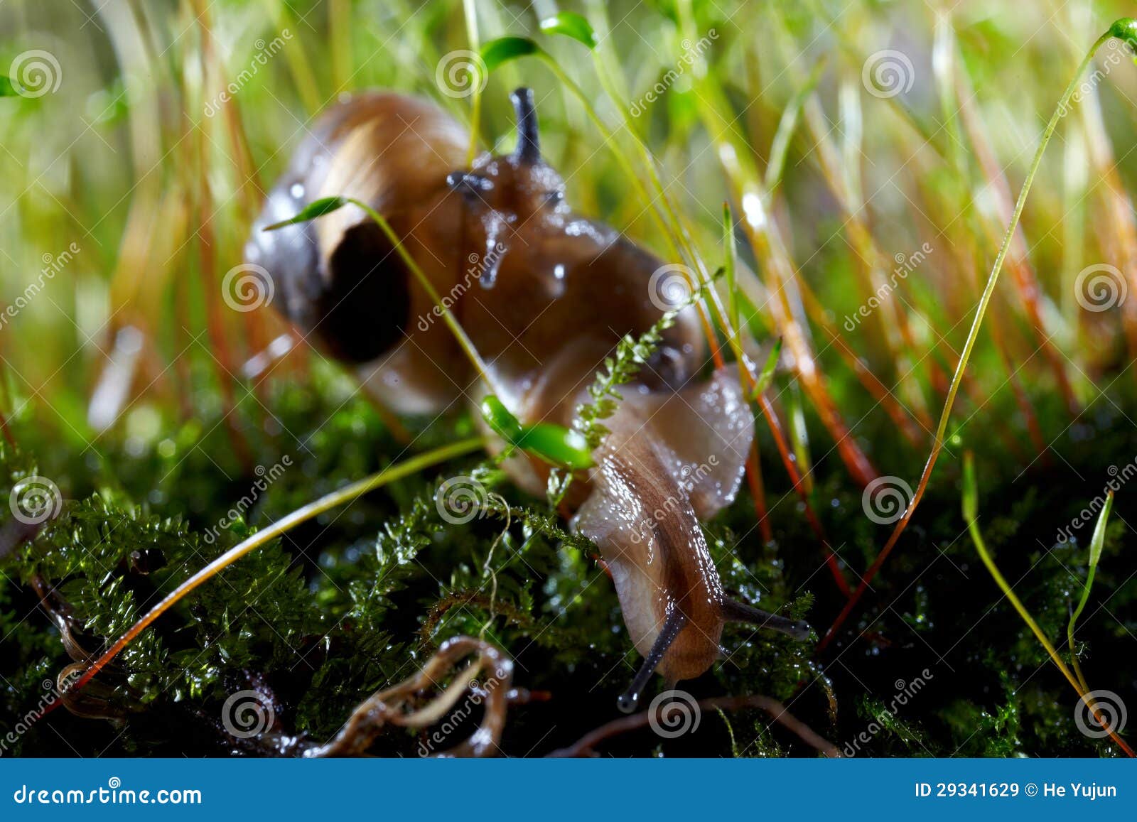 Snail on moss stock image. Image of gastropod, tentacle - 29341629