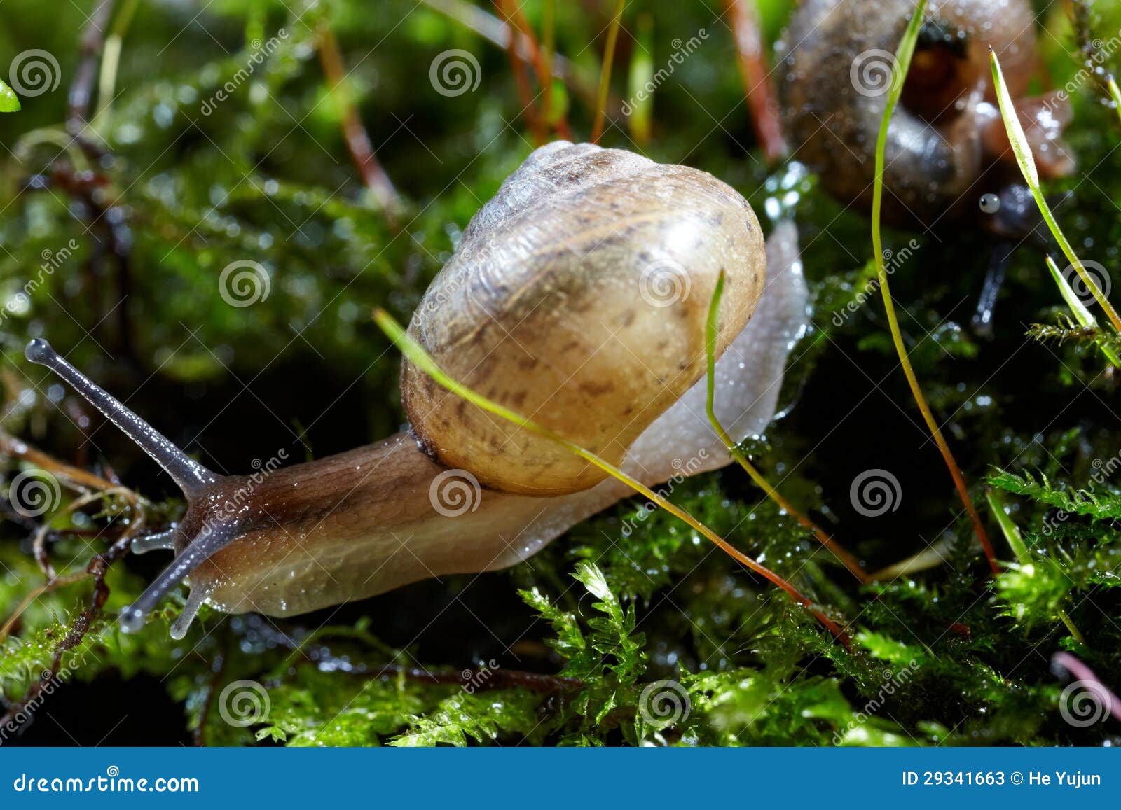 Snail on moss stock image. Image of tentacle, slug, green - 29341663
