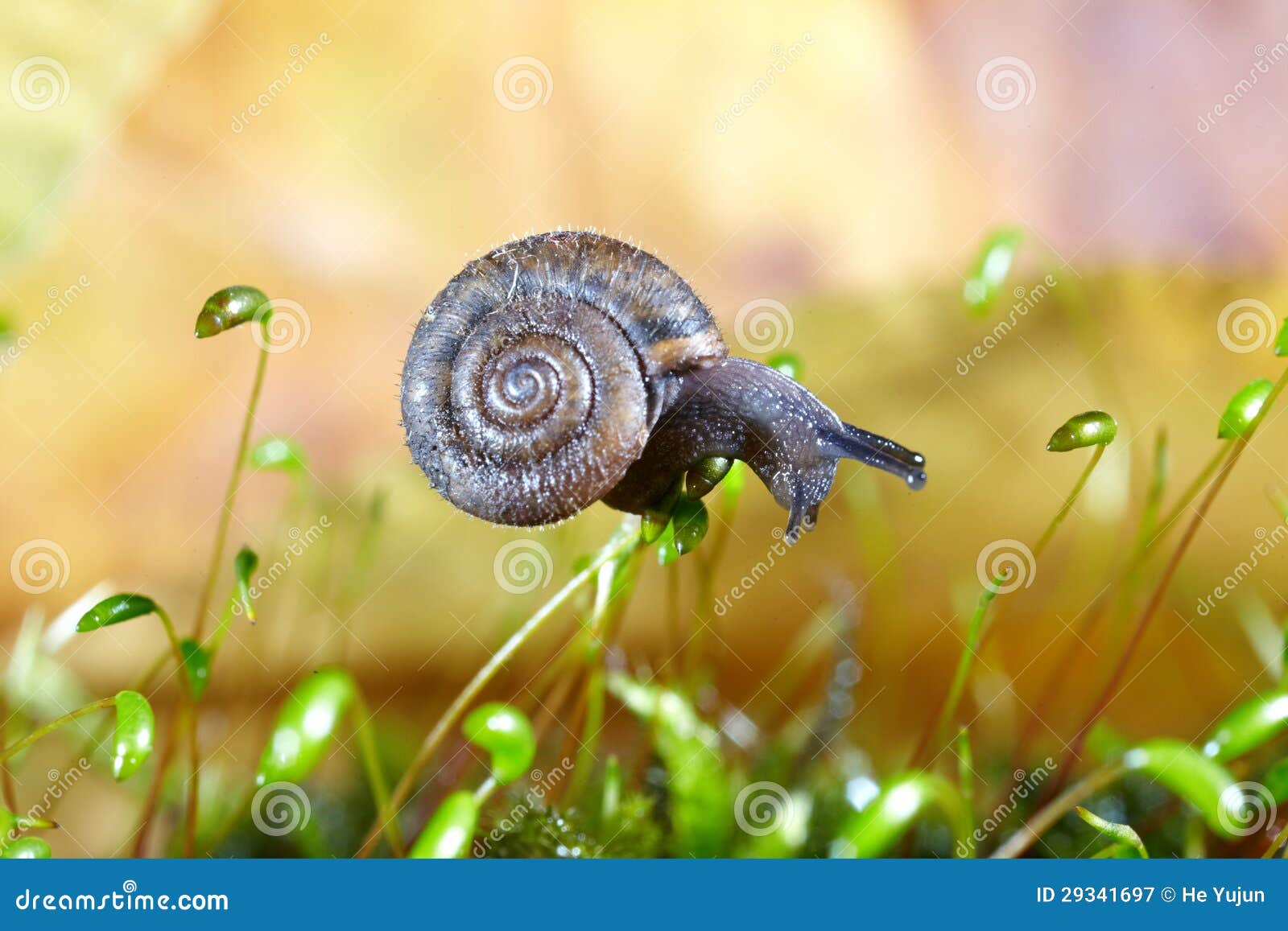 Snail on moss stock image. Image of slippery, gastropod - 29341697