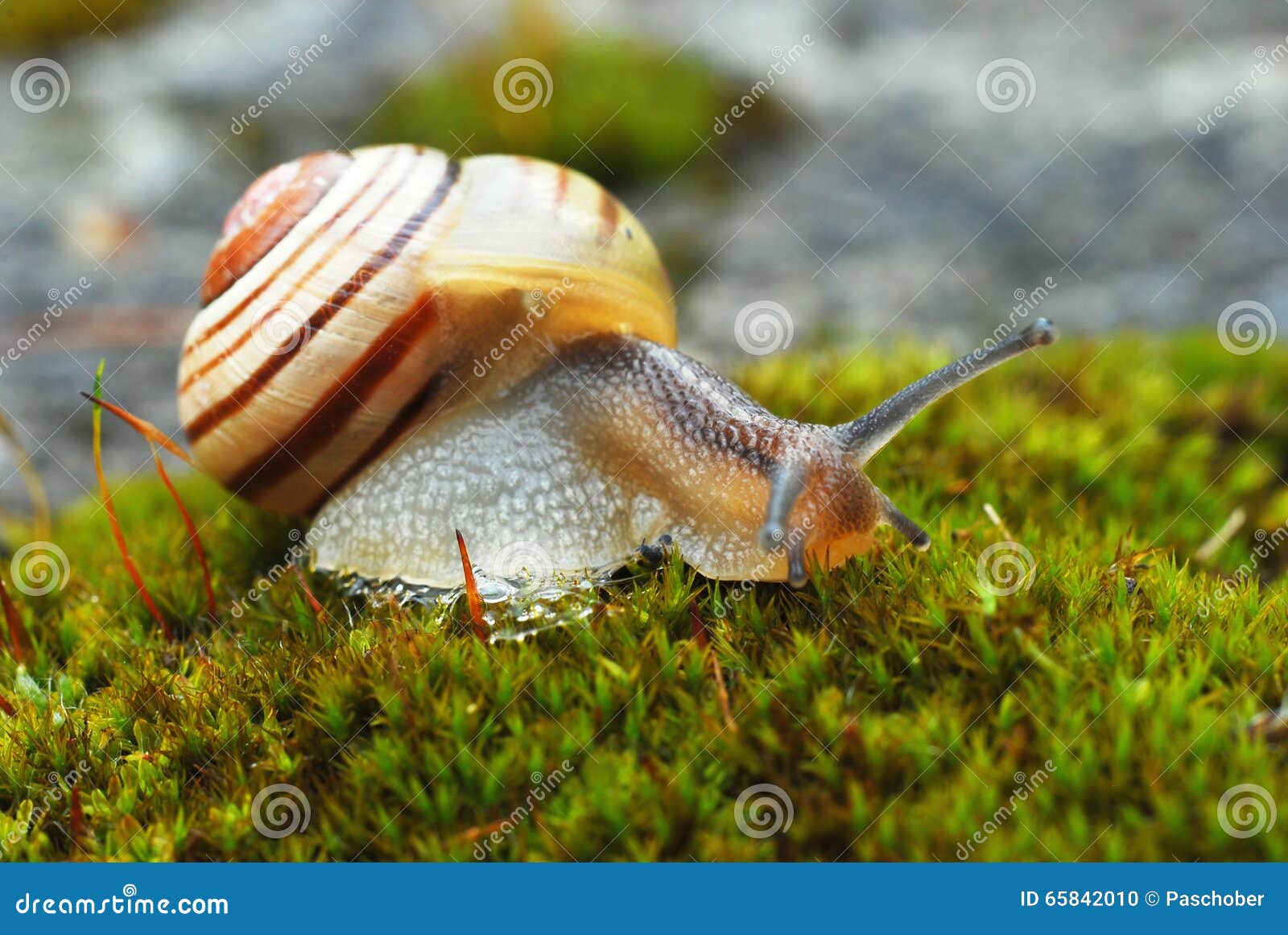 Snail on moss, Cepaea III. stock photo. Image of mucus - 65842010