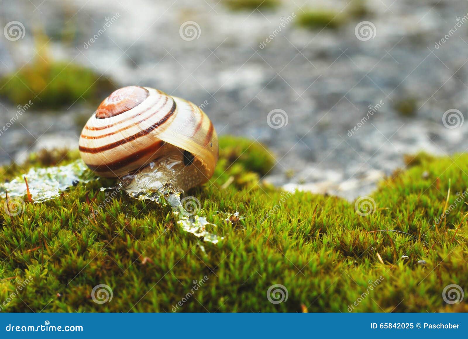 Snail on moss, Cepaea IV. stock image. Image of outdoors - 65842025