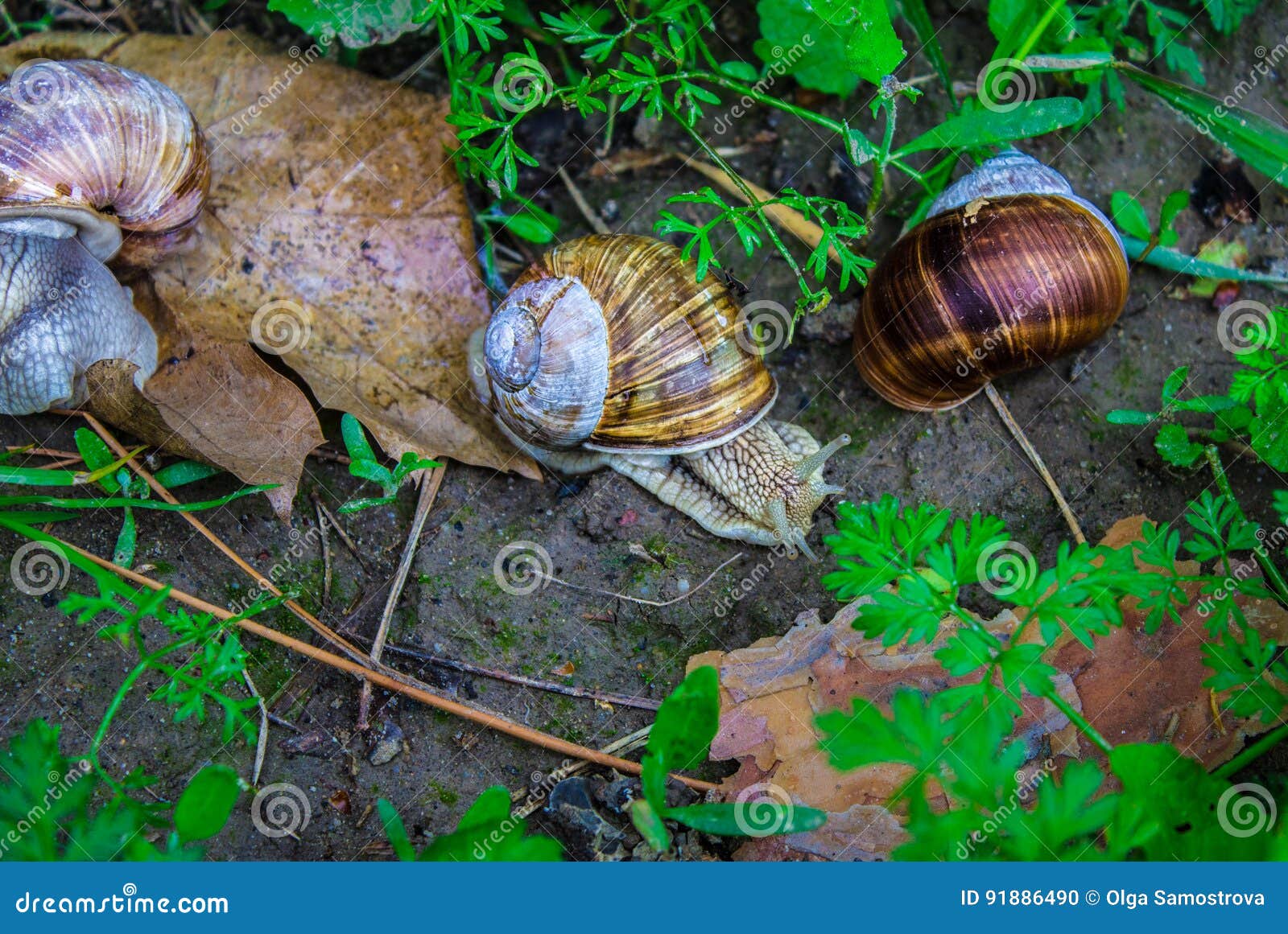 Snail in the Moss in the Deep Forest after Rain in Spring. Big Snail in ...
