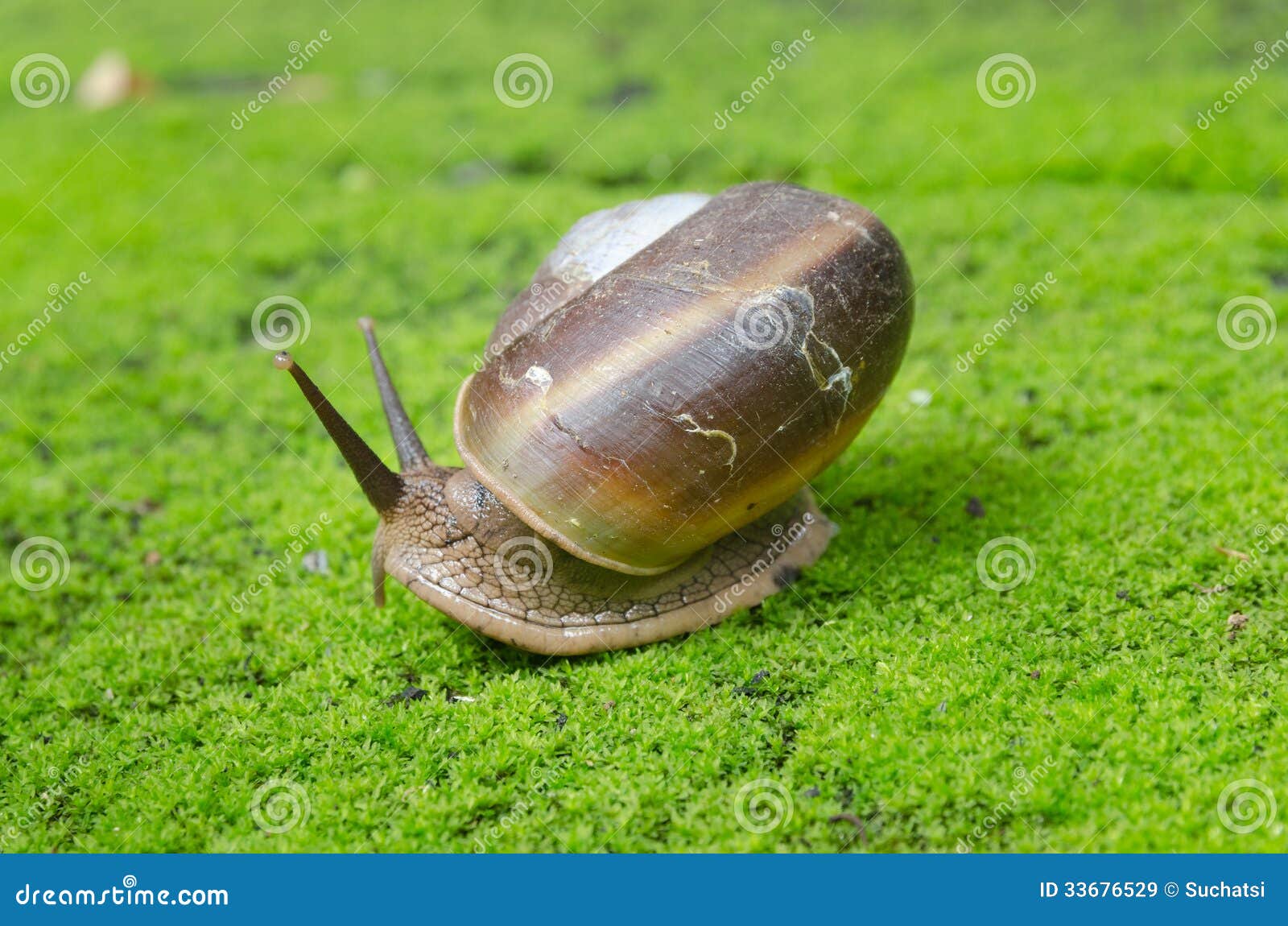 Snail in moss field stock image. Image of slimy, green - 33676529