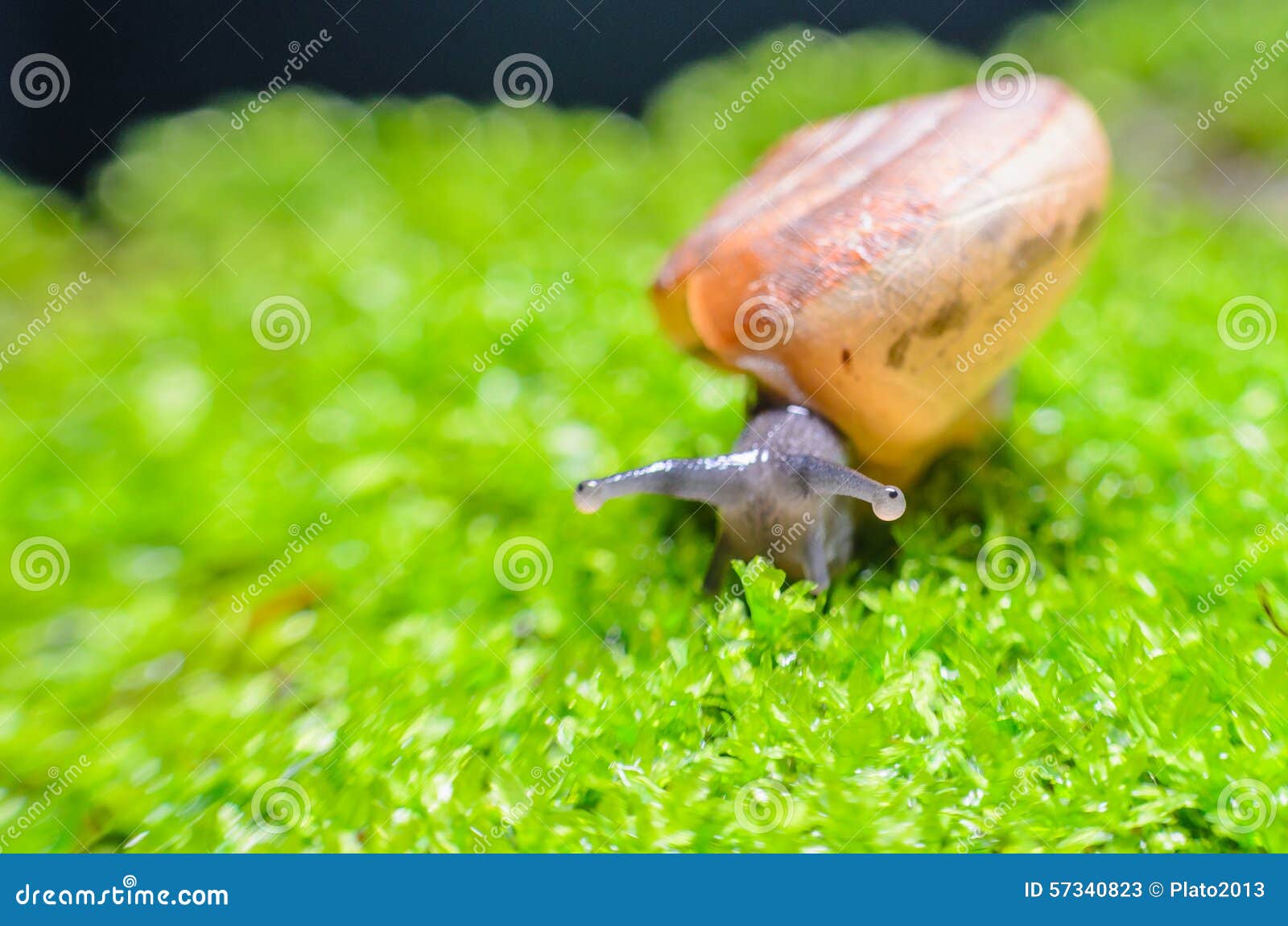 A snail on the moss stock image. Image of dinner, protein - 57340823