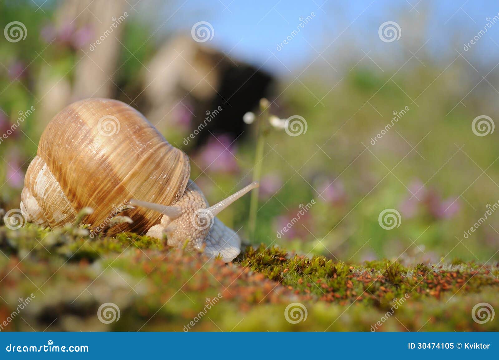Snail on Moss in Garden in Spring Stock Image - Image of crawling ...