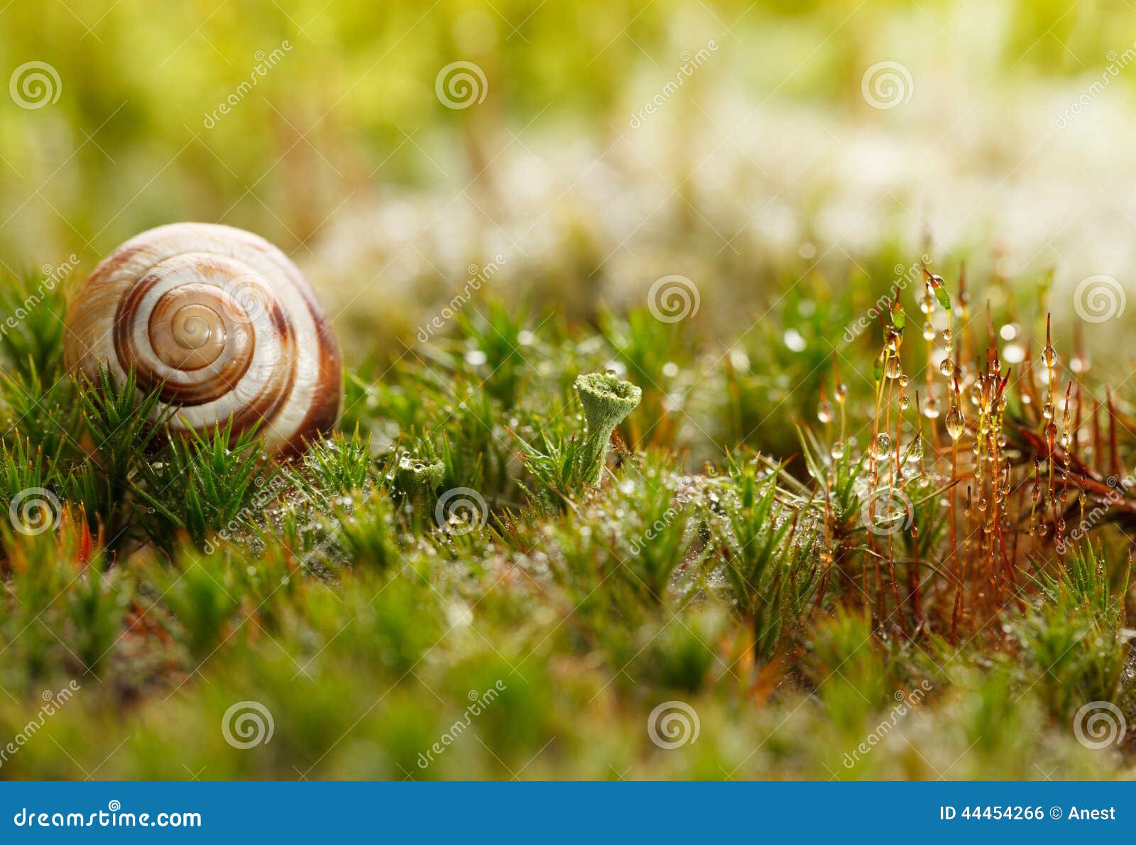 Snail on moss stock photo. Image of macro, abstract, fresh - 44454266